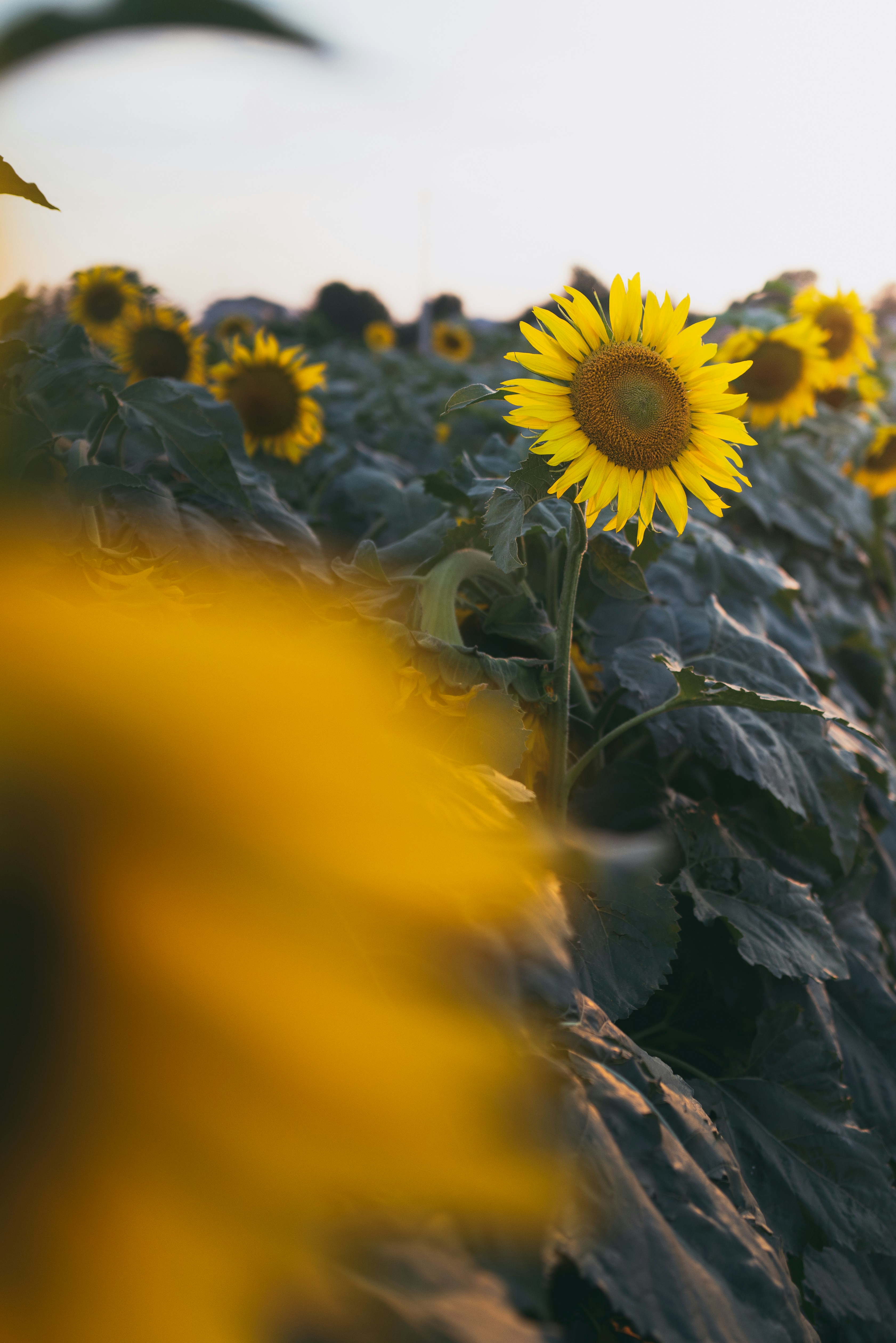 Sunflower in Focus: A Bold Bloom Against a Sea of Yellow