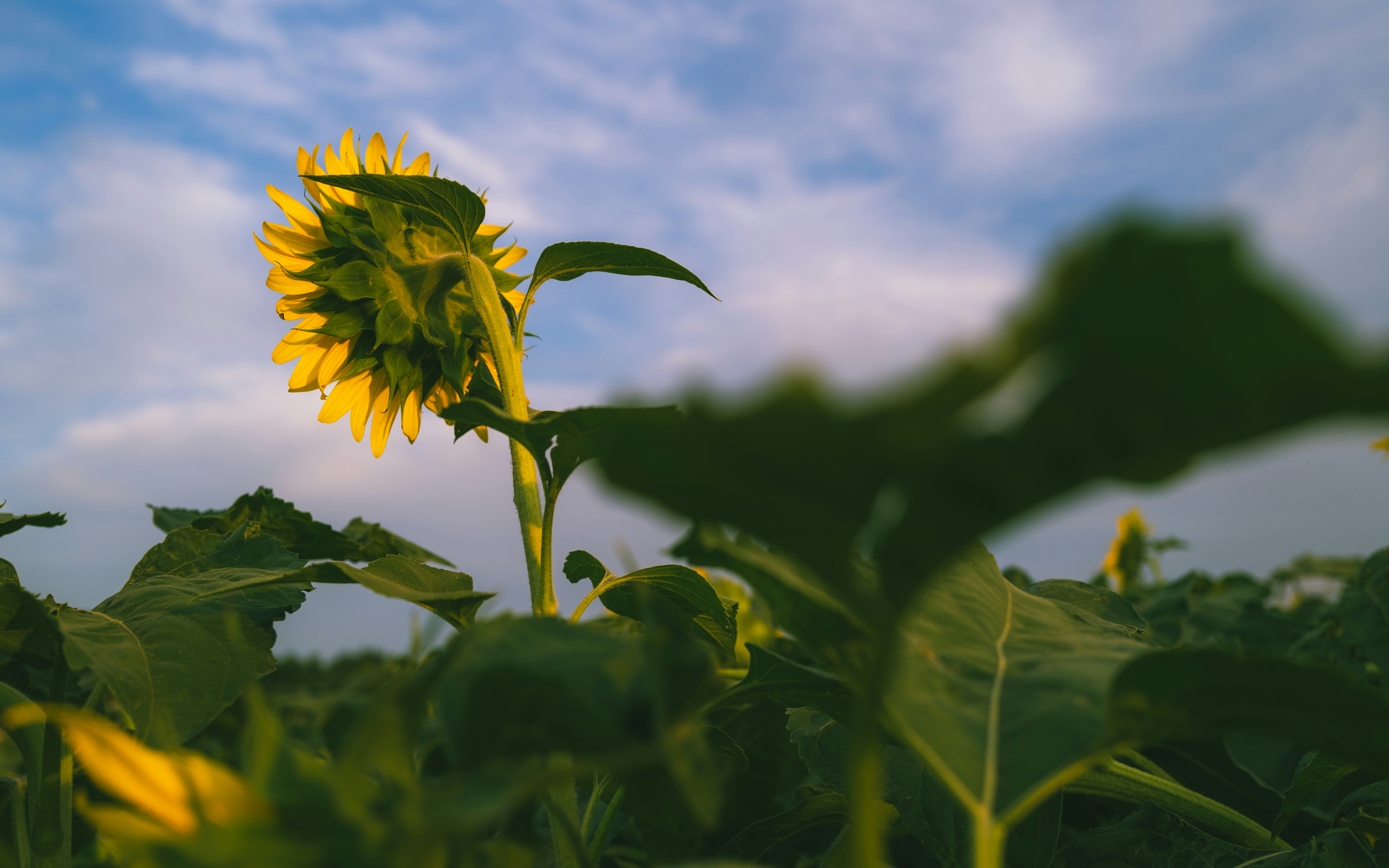 Sunlit Solitude: A Bold Sunflower Reaches Toward the Sky