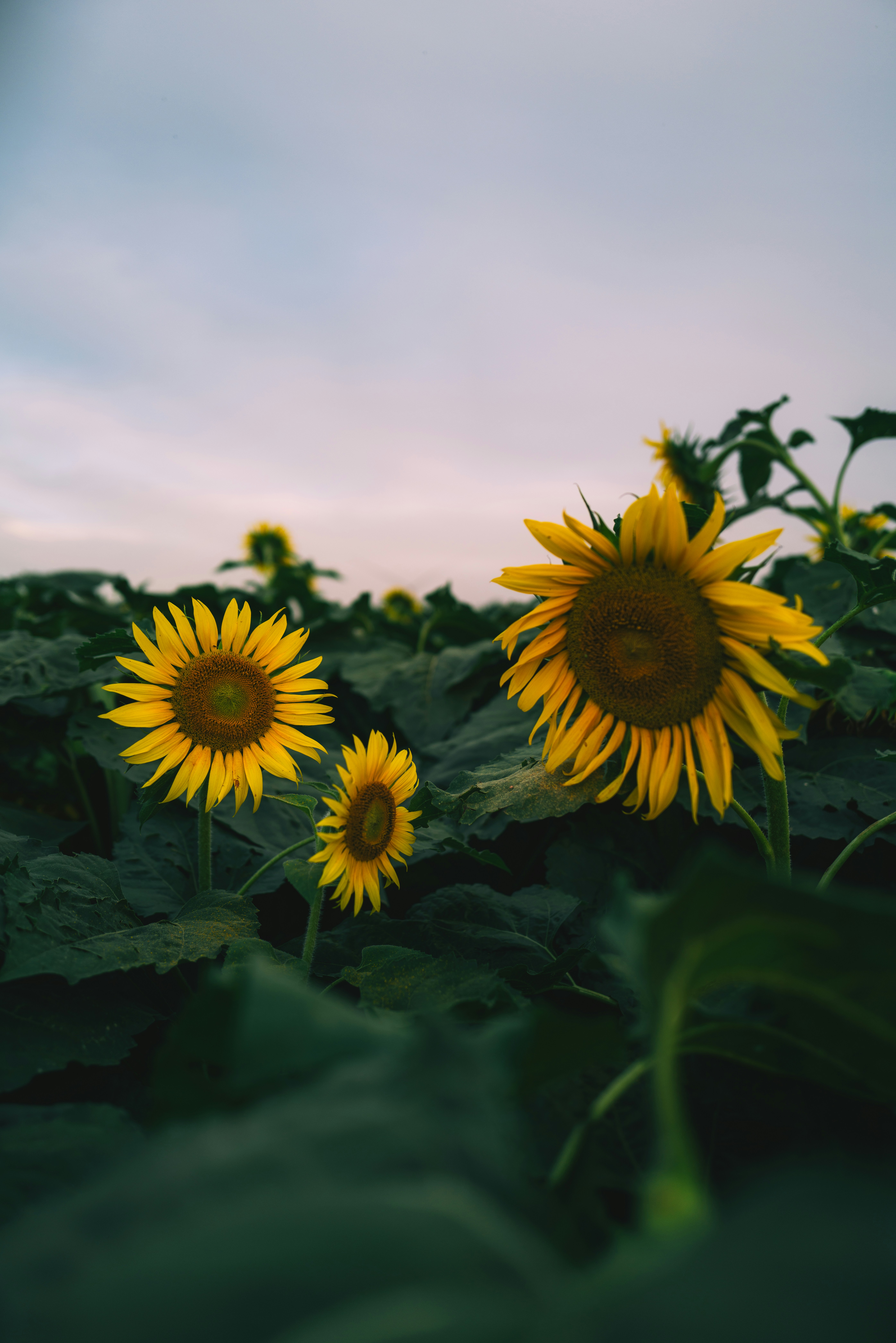 Sunlit Heads: A Field of Golden Disks Against a Soft Horizon