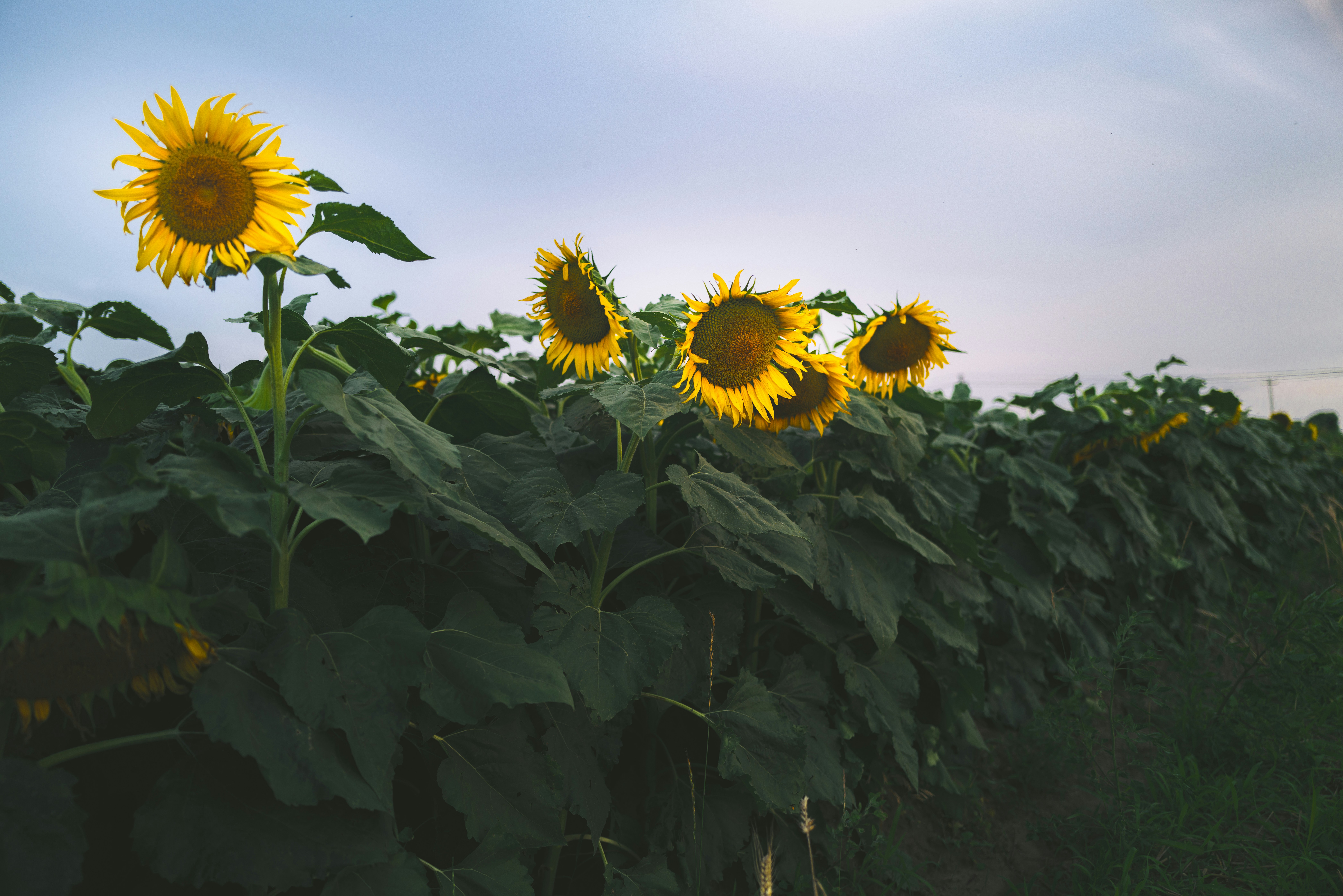 Field of Sunlit Heads: A Row of Sunflowers Reaching the Sky