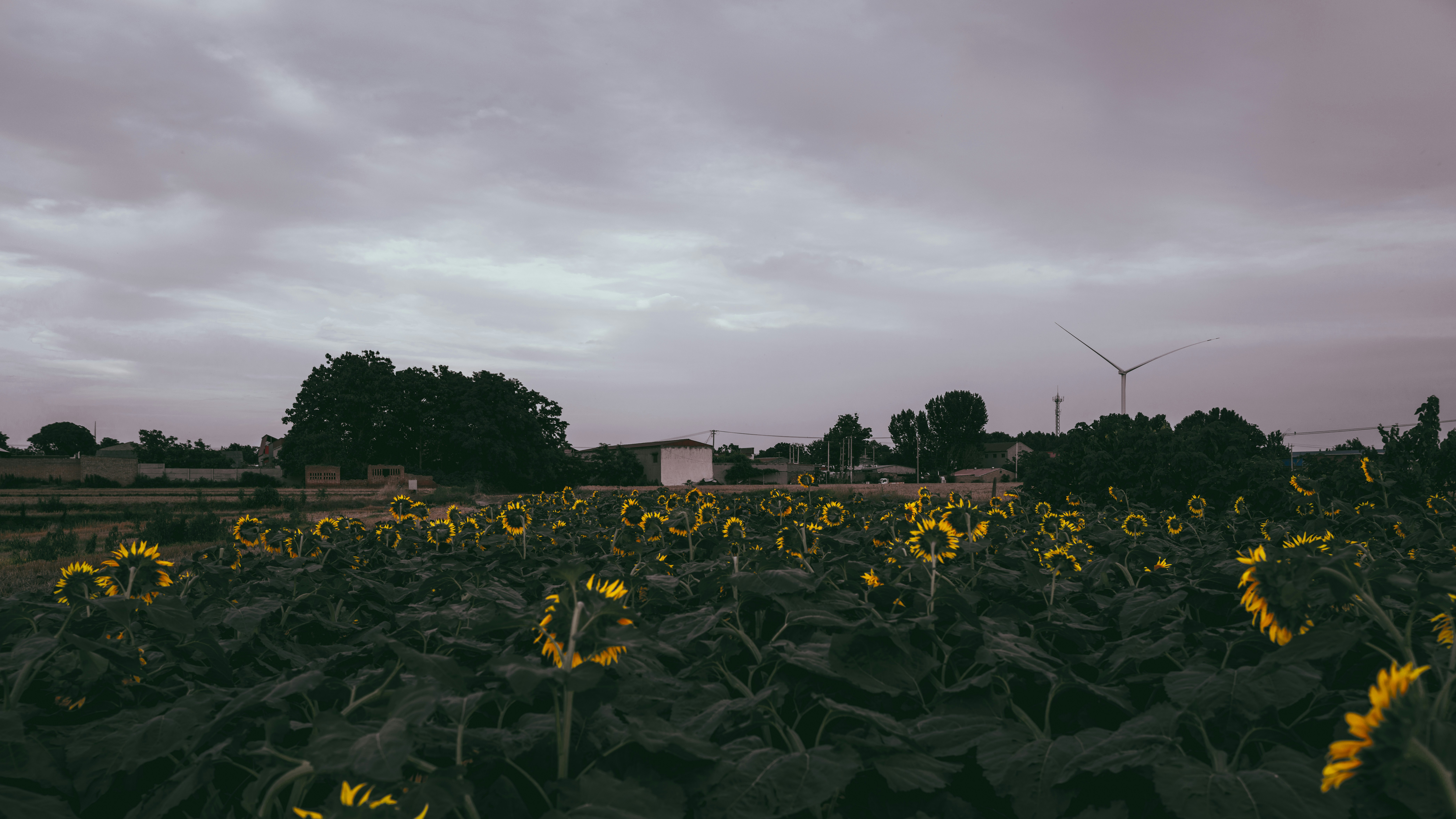 Sunflowers at Dusk: Fields of Golden Heads Against a Quiet Horizon