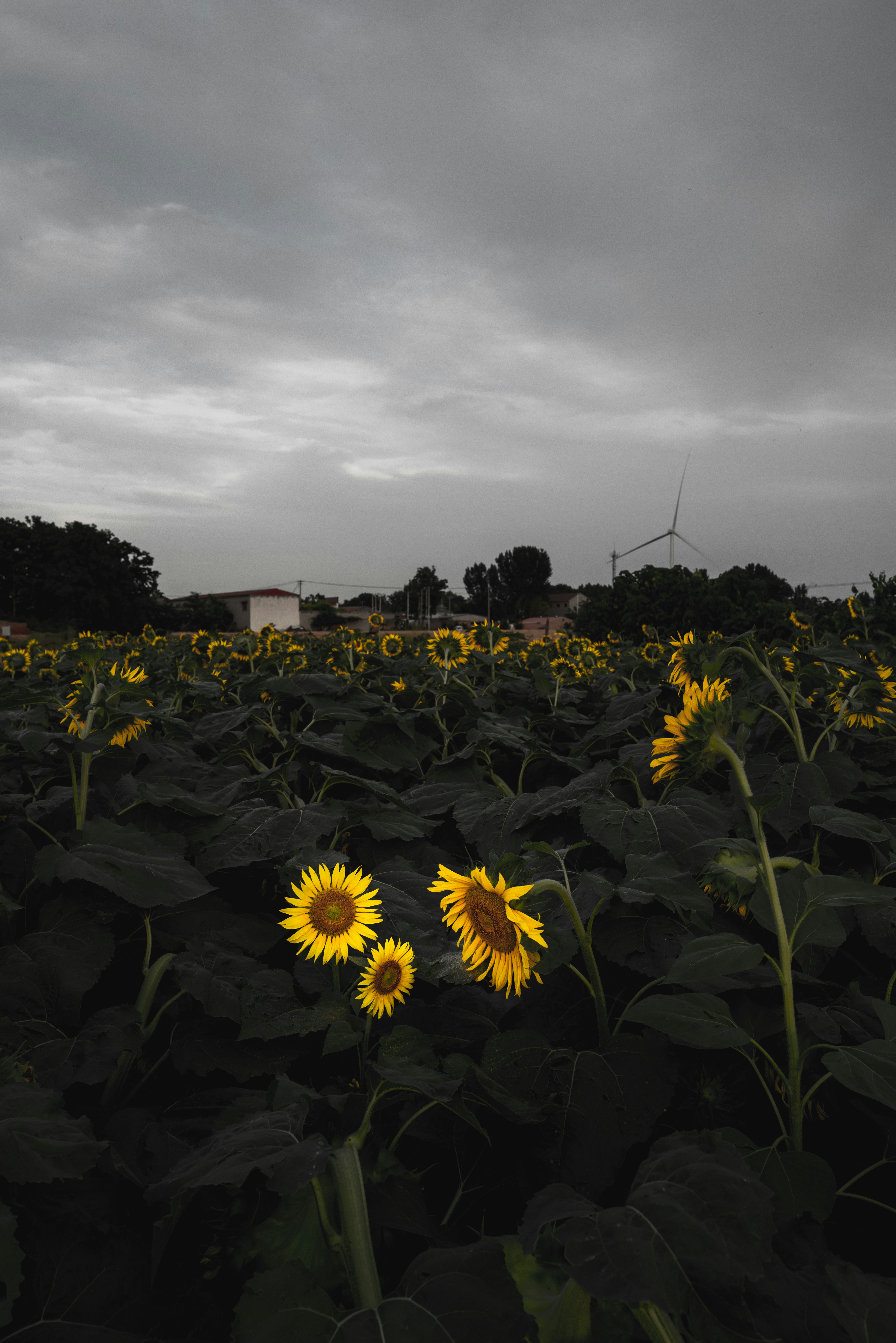 Sunlit Soles in a Sea of Yellow: A Field of Sunflowers Beneath a Stormy Sky