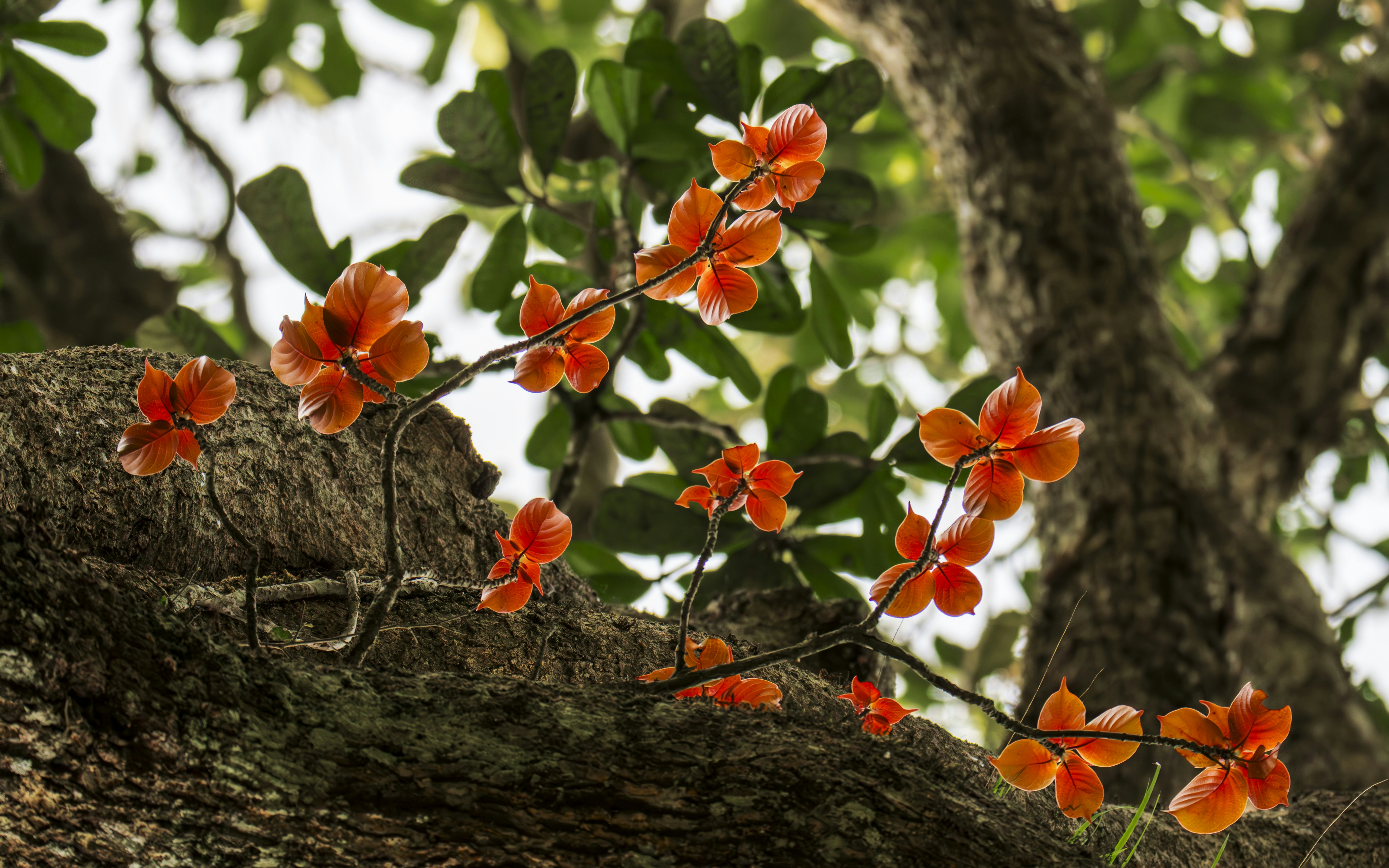 Bright orange flowers cling to a branch across a rugged trunk, with green leaves and diffused backlight creating a natural botanical close-up.