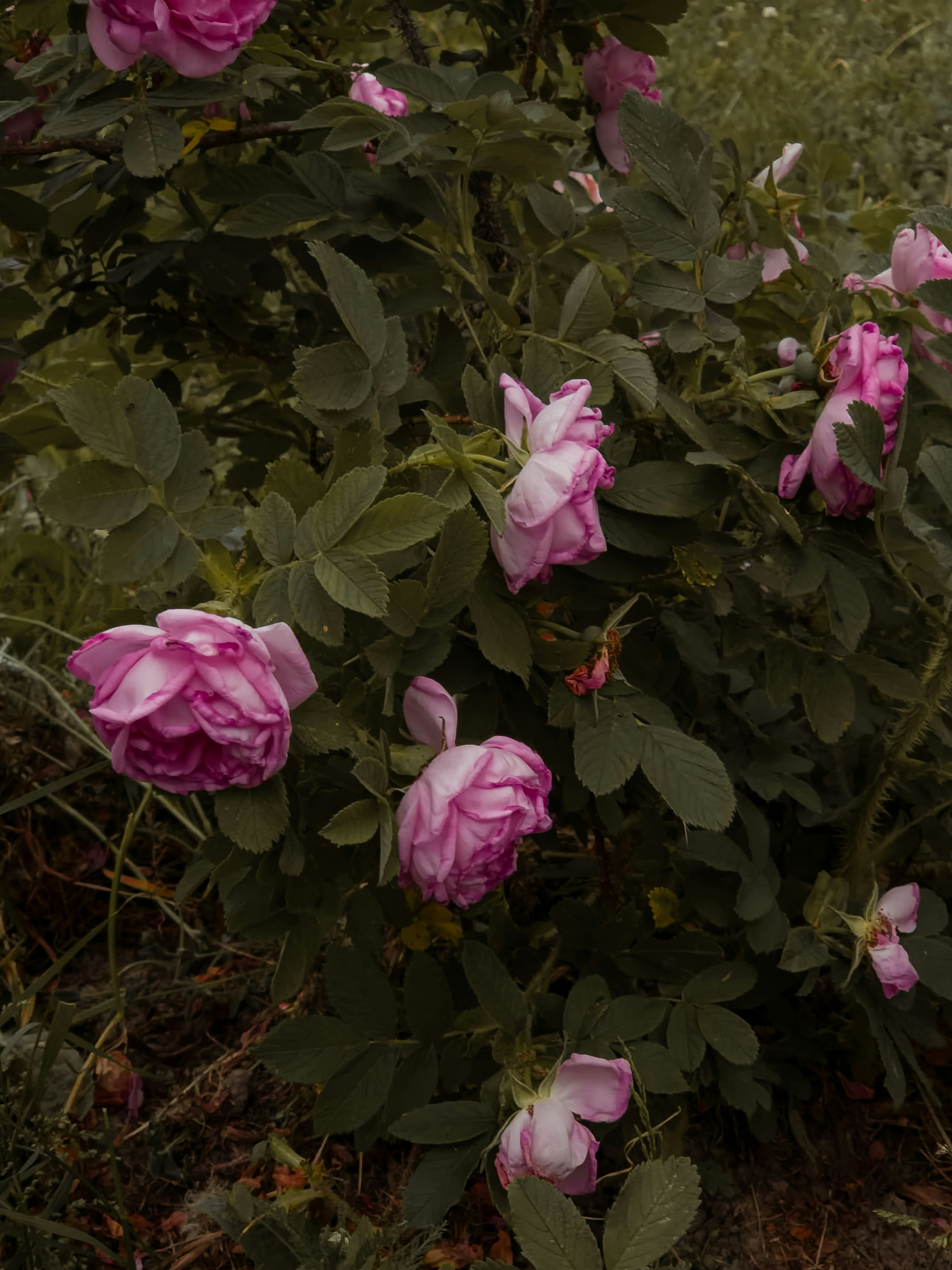 Muted pink roses cluster amid green foliage, with ambient outdoor light highlighting the petals and textures of the bush.