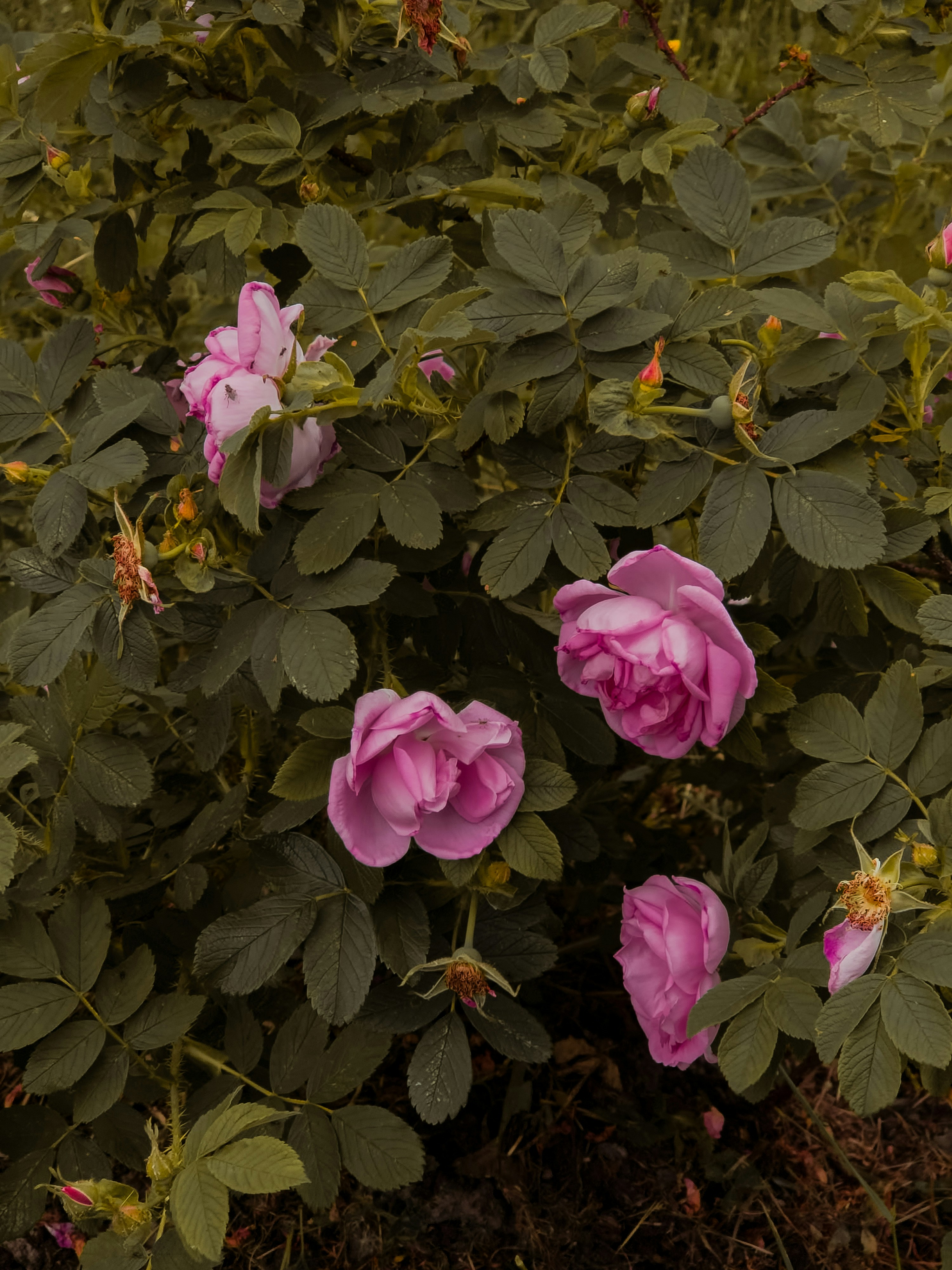 Cluster of pink roses against dark foliage dominates the frame, showcasing layered petals and buds in a garden bed.