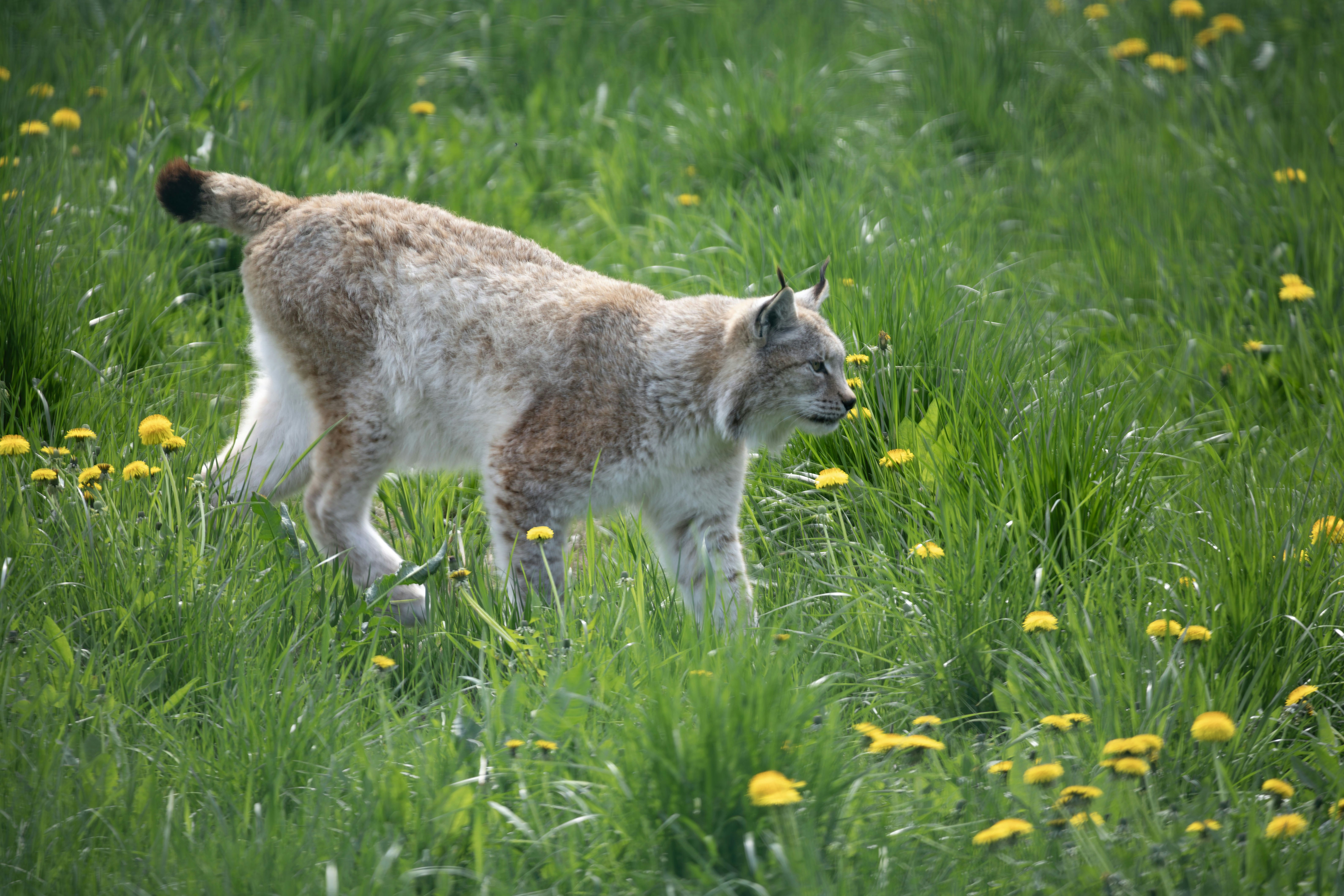 Silent Stalker Among Sunshine Dandelions