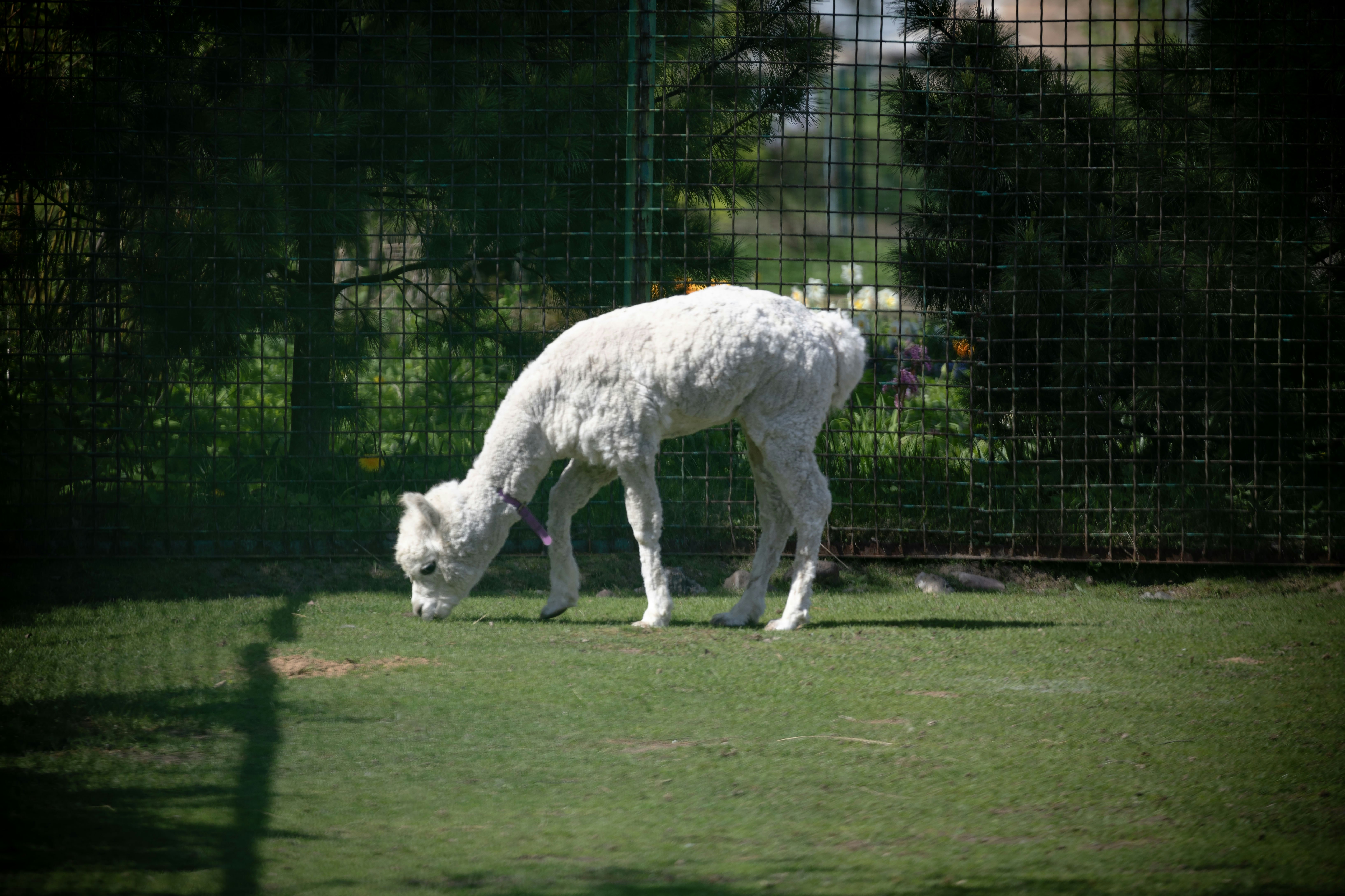 Lamb in a Sunny Yard: Quiet Grazing by the Fence