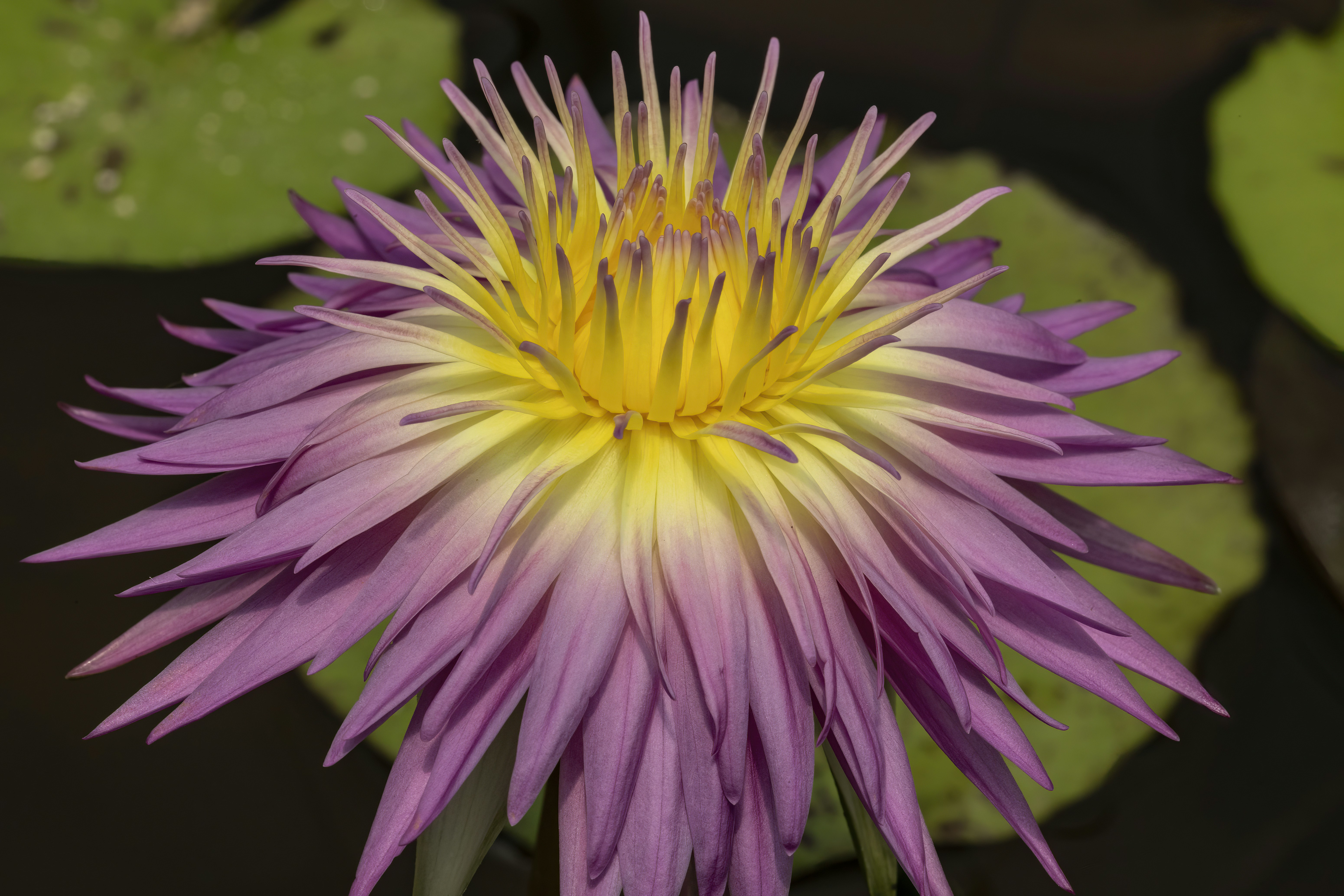 Radiant Water Lily Bloom: Central Burst of Yellow and Purple