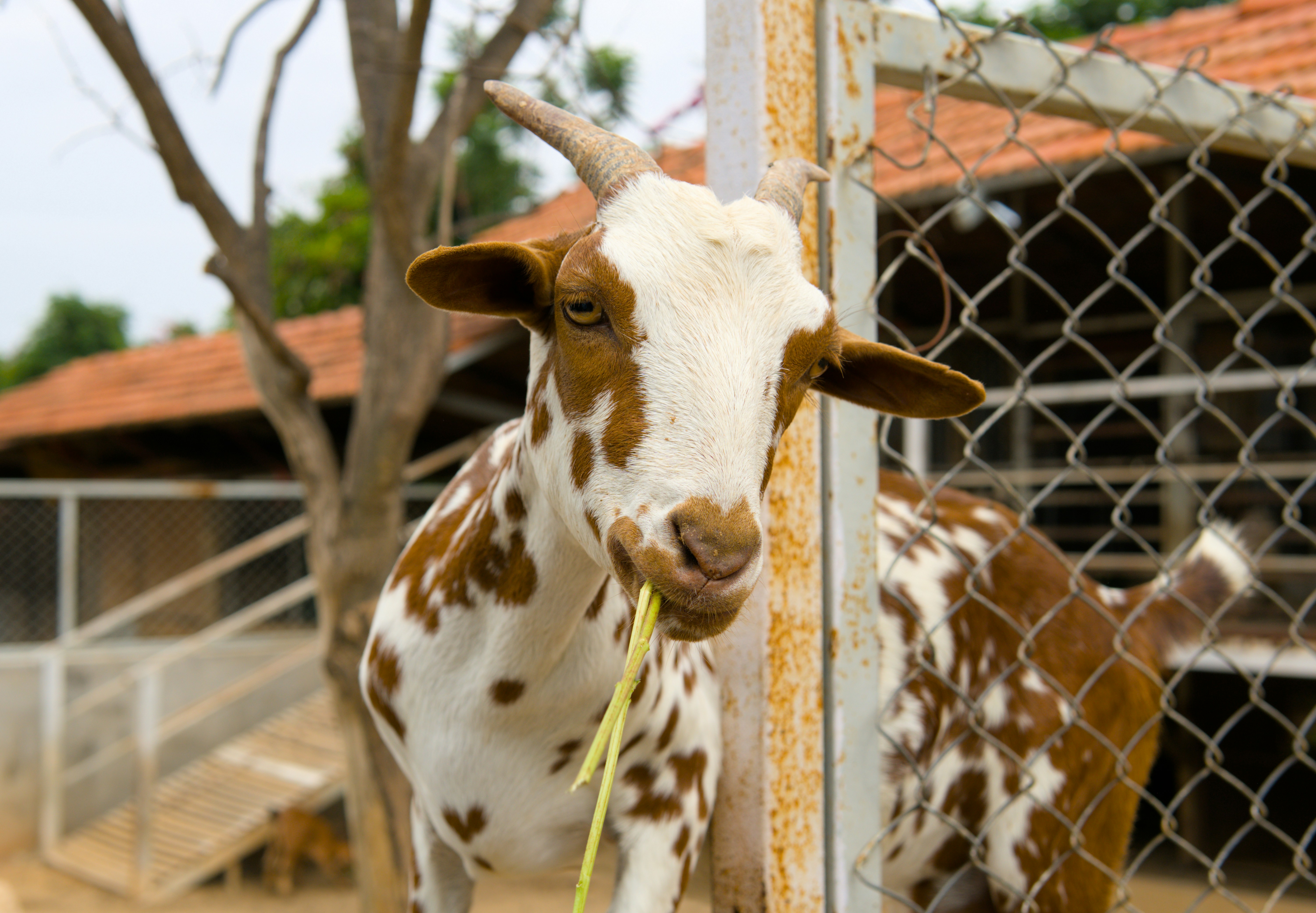 Curious Horned Watcher at the Farm Gate