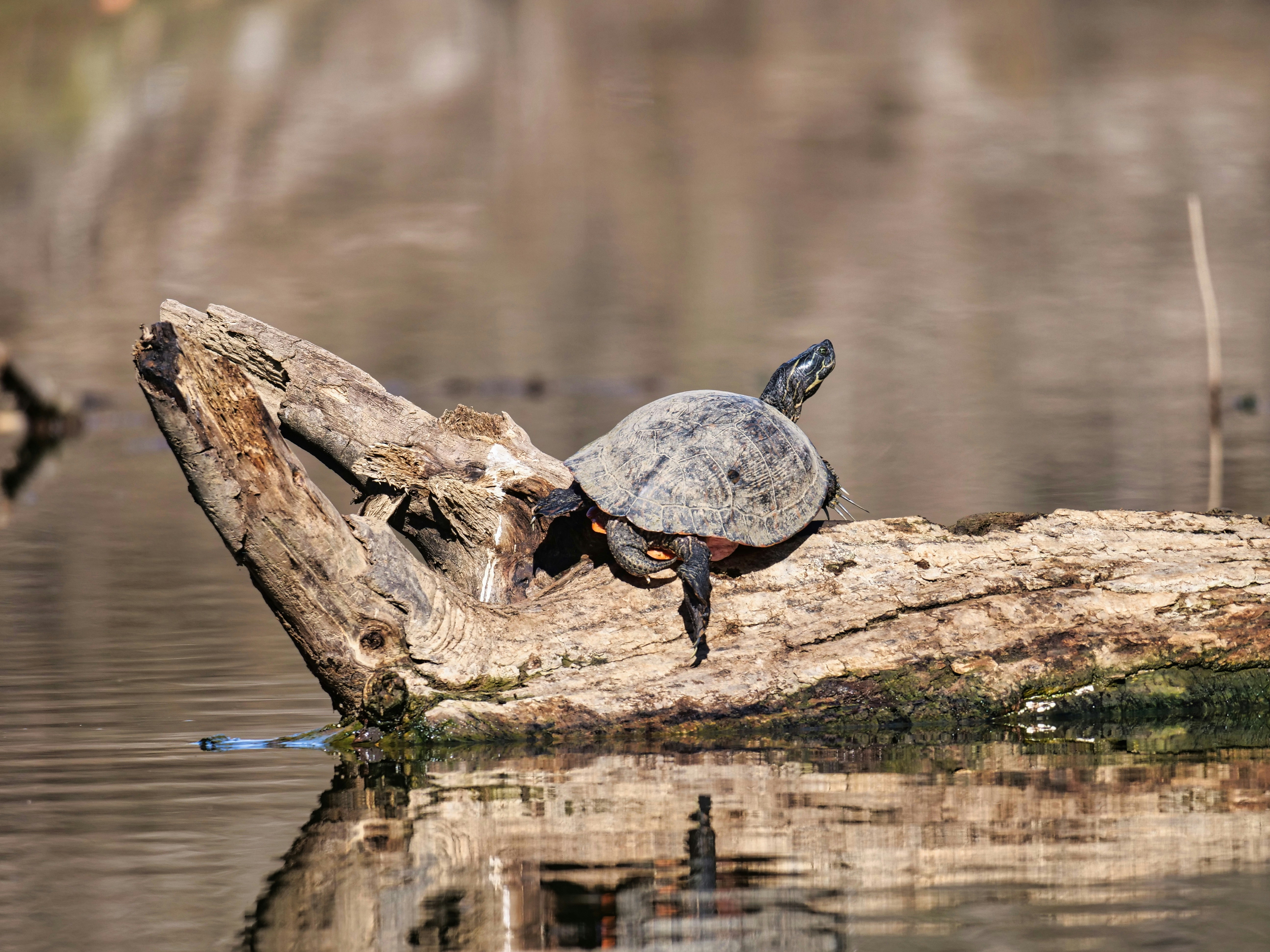 Sunbathing Survivor: A Turtle Balances on Driftwood in Quiet Waters