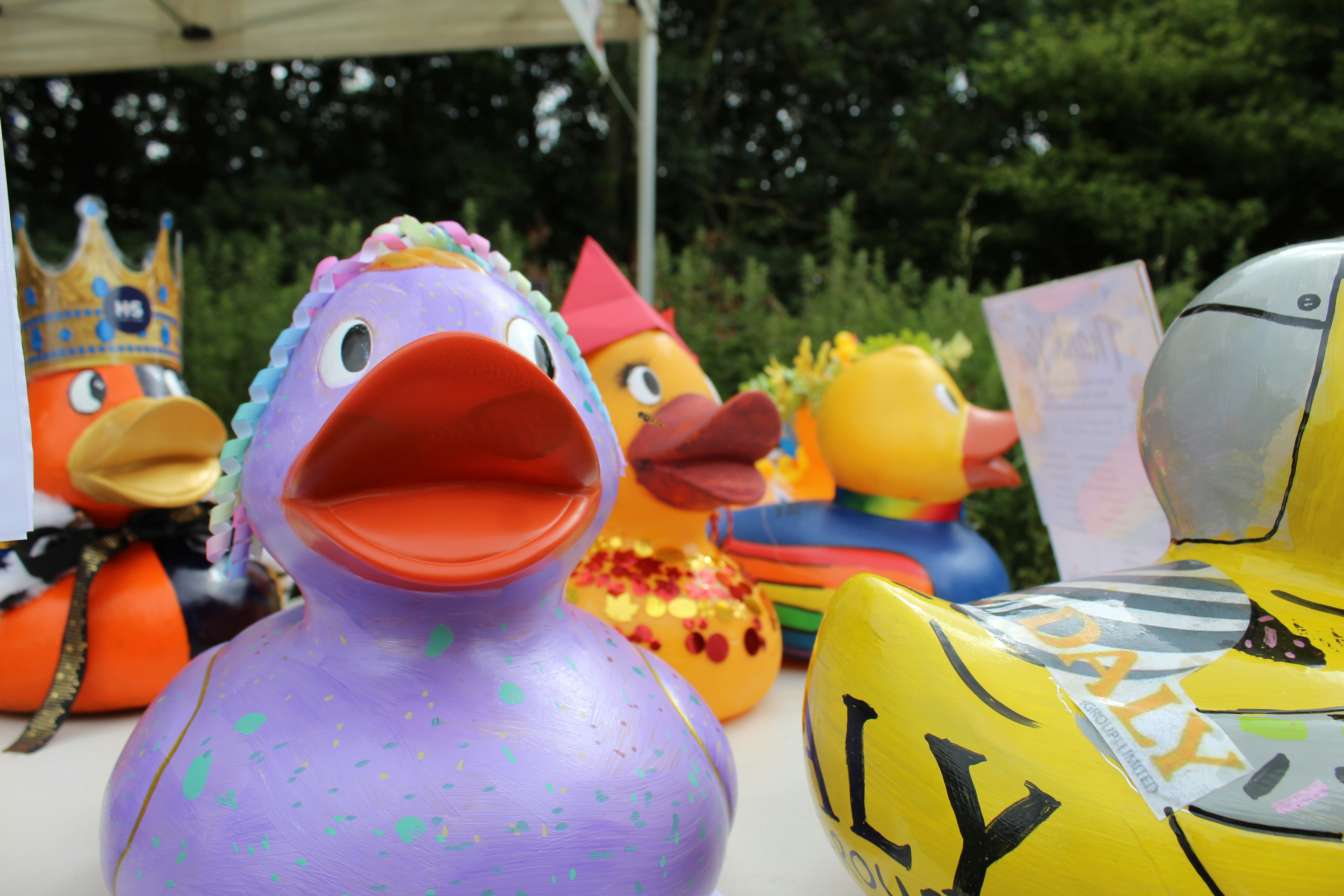 Burst of Pollywog Parade: A Colorful Duck Garden in the Sunshine