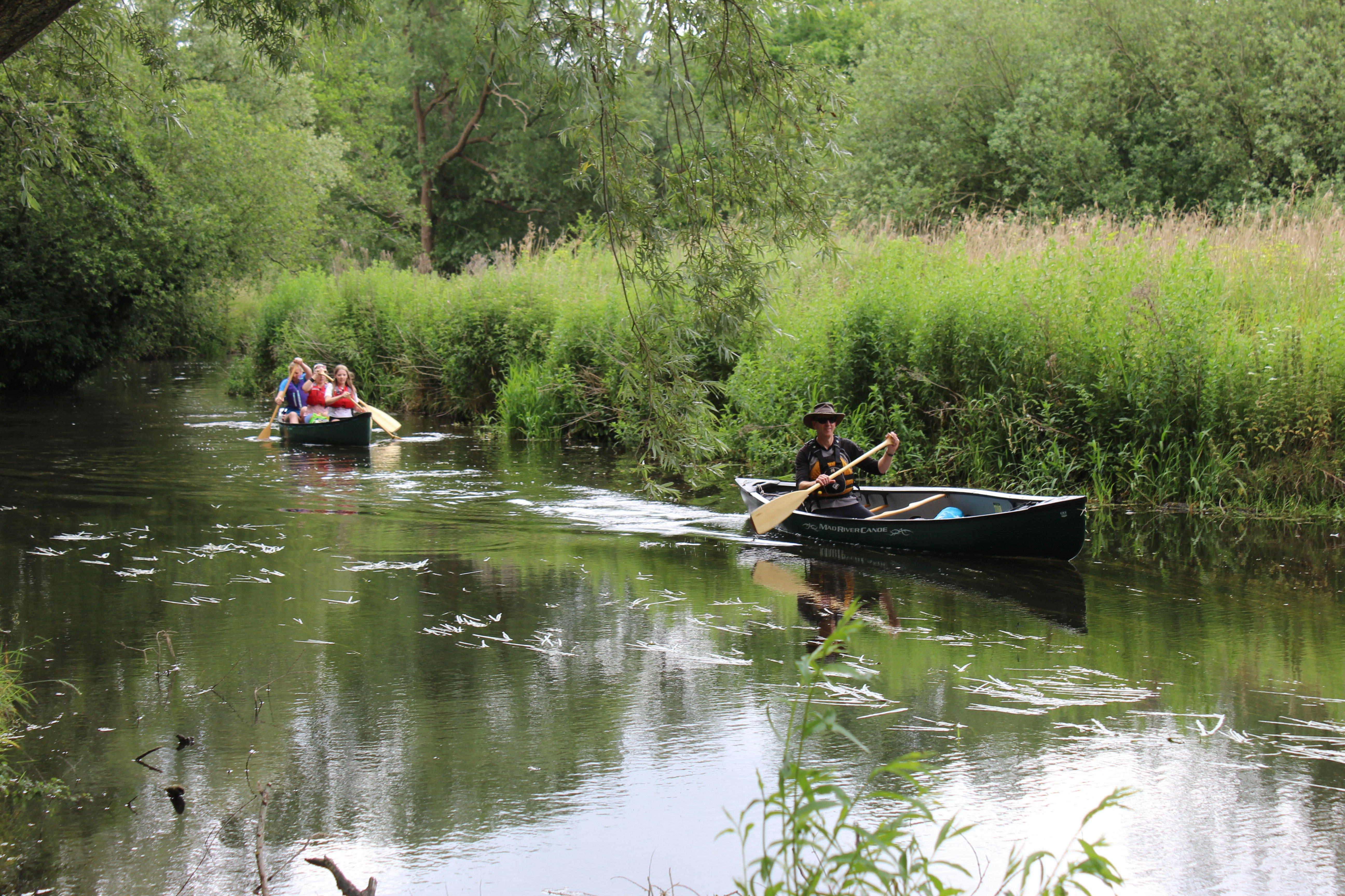 Canoe Parade on a Quiet River: A Pair of Boats Gliding Past Reeds