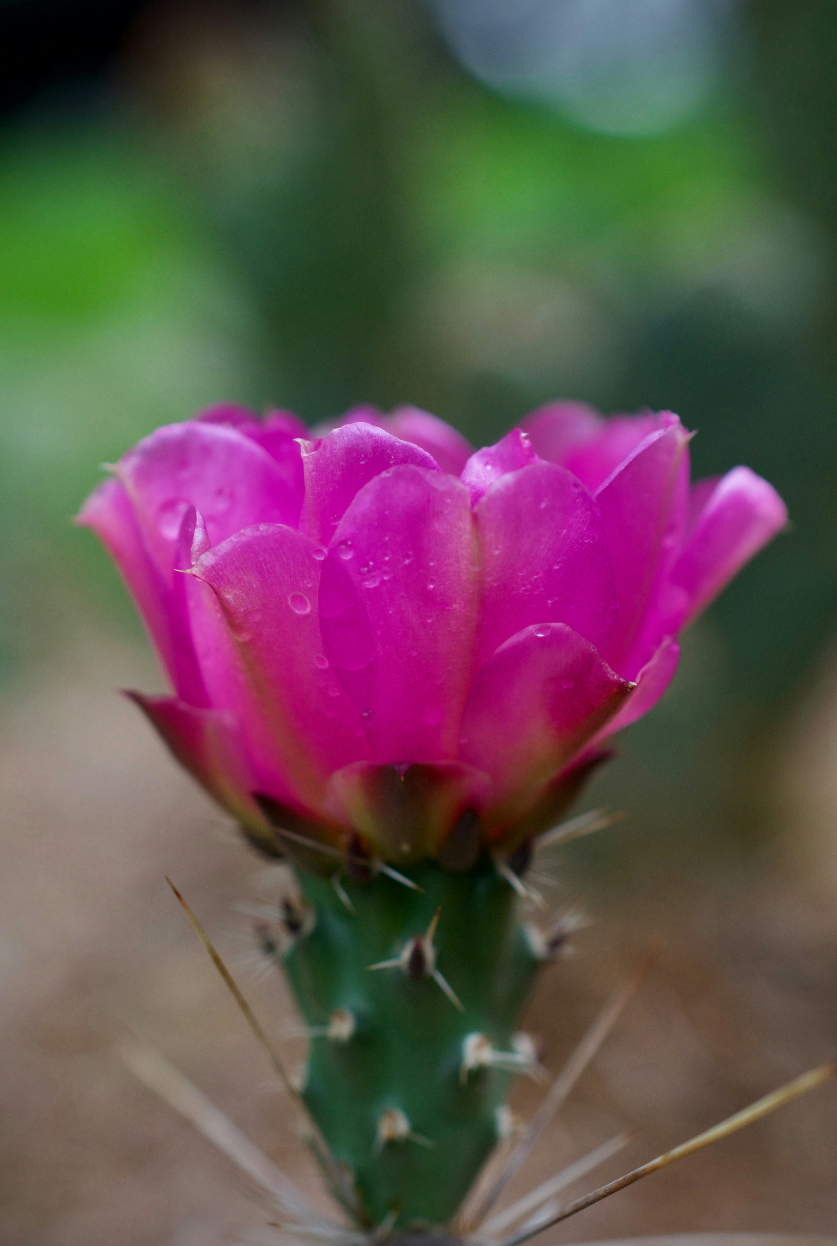 Pink Cactus Bloom Rising from a Spiny Green Stem