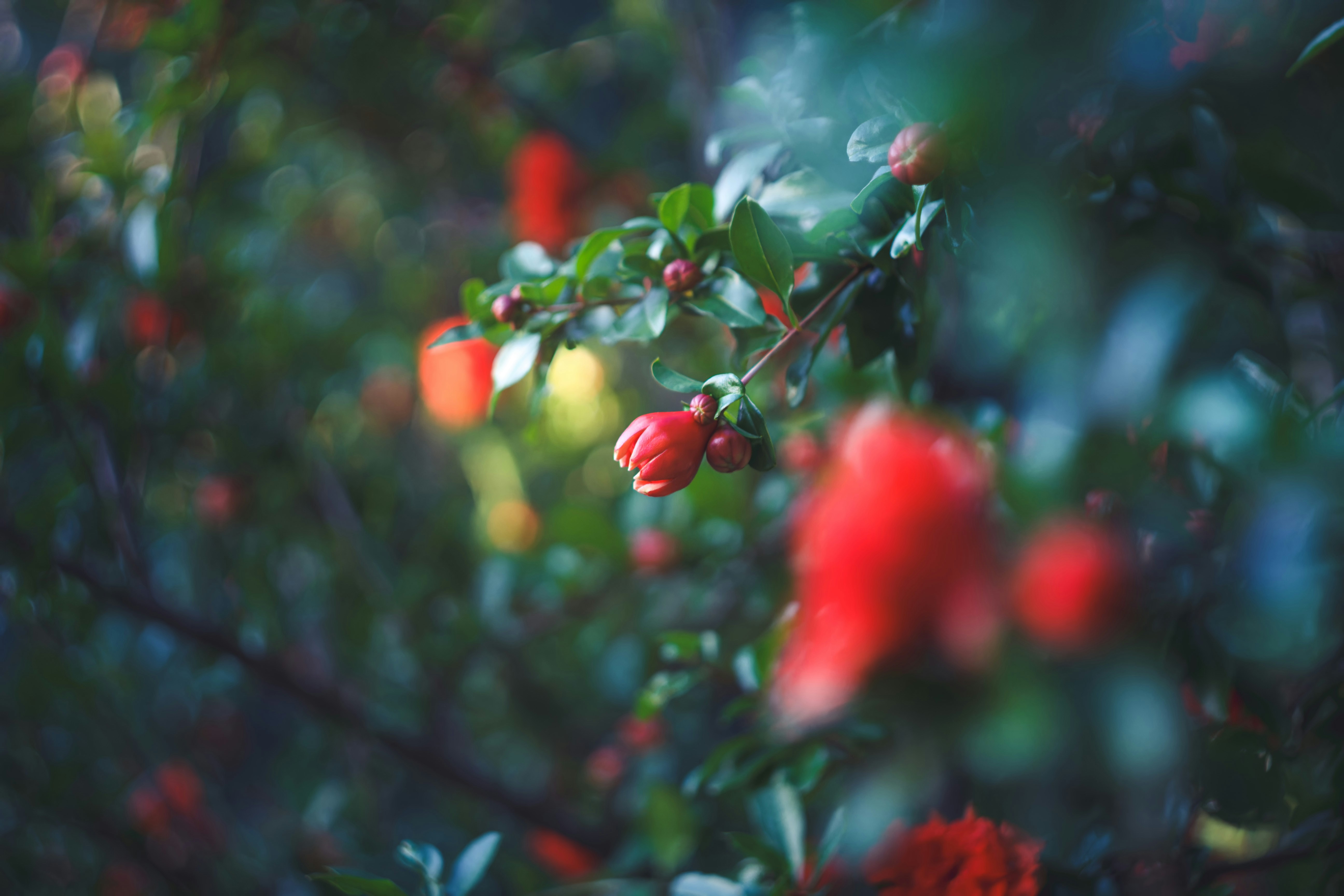 Crimson Buds in Soft Focus Garden