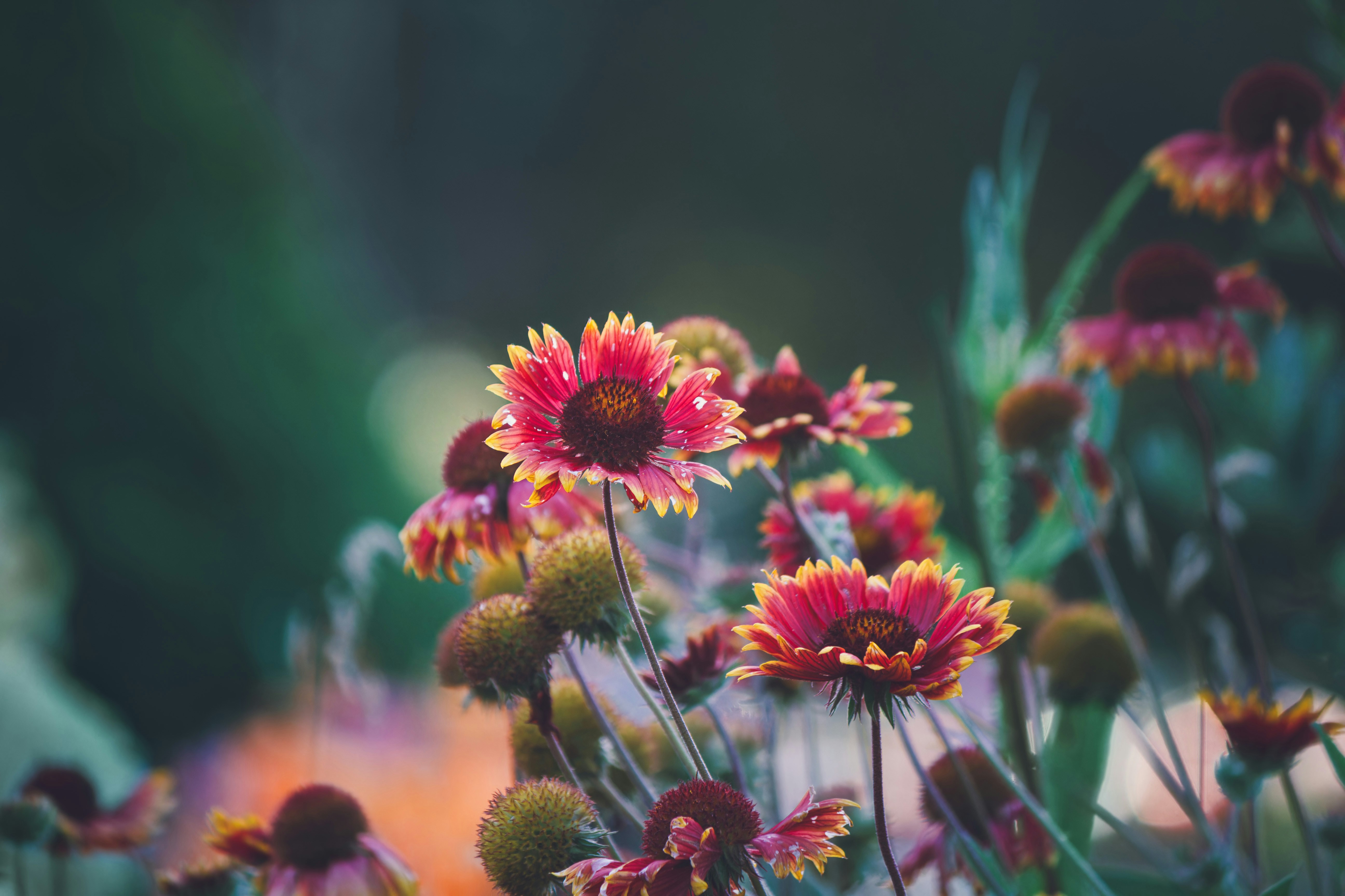 Crimson Dusk Bloom: A Field of Red-Gold Florals