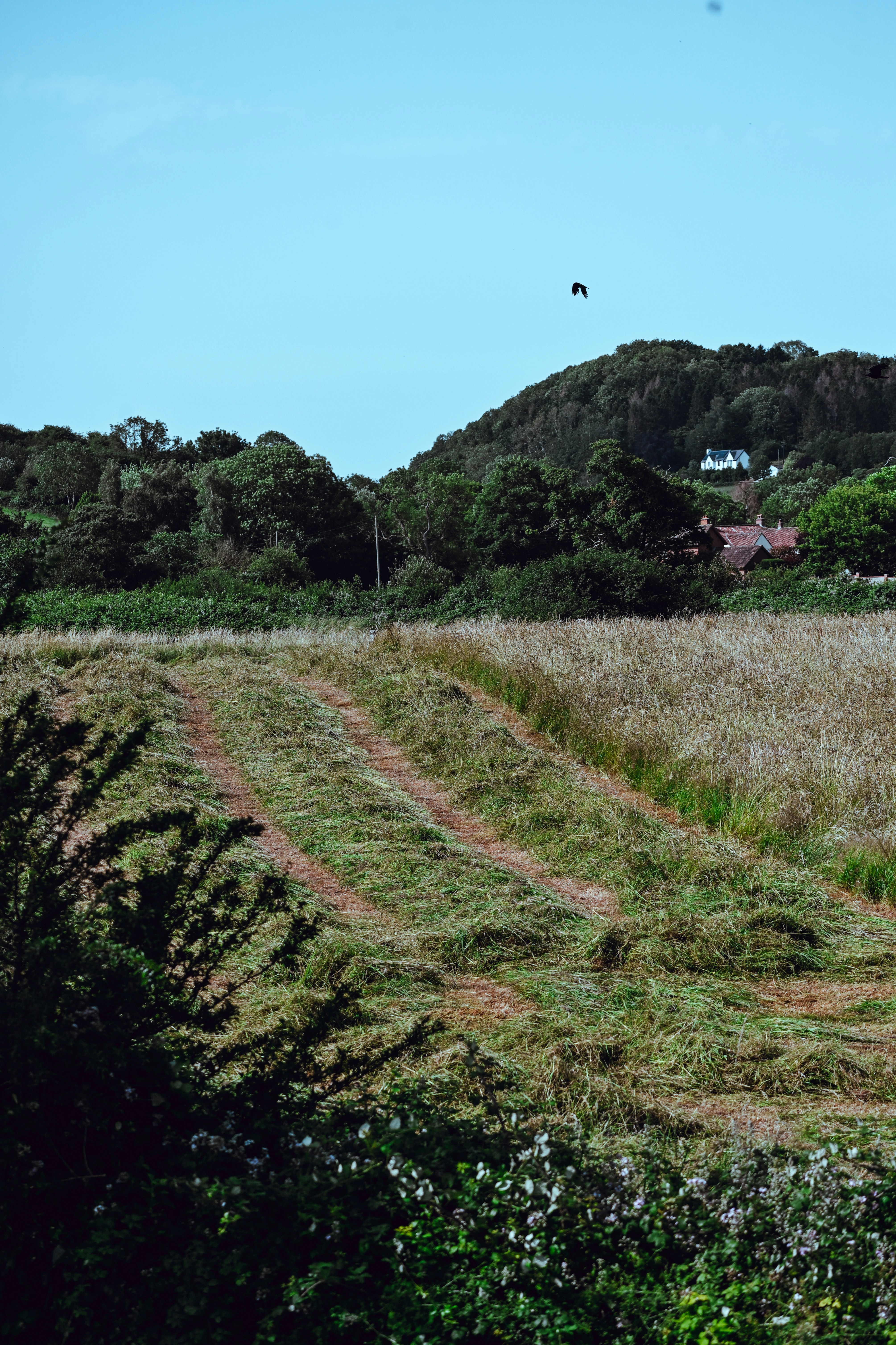 Birds Over a Quiet Ridge: A Path Through Golden Fields