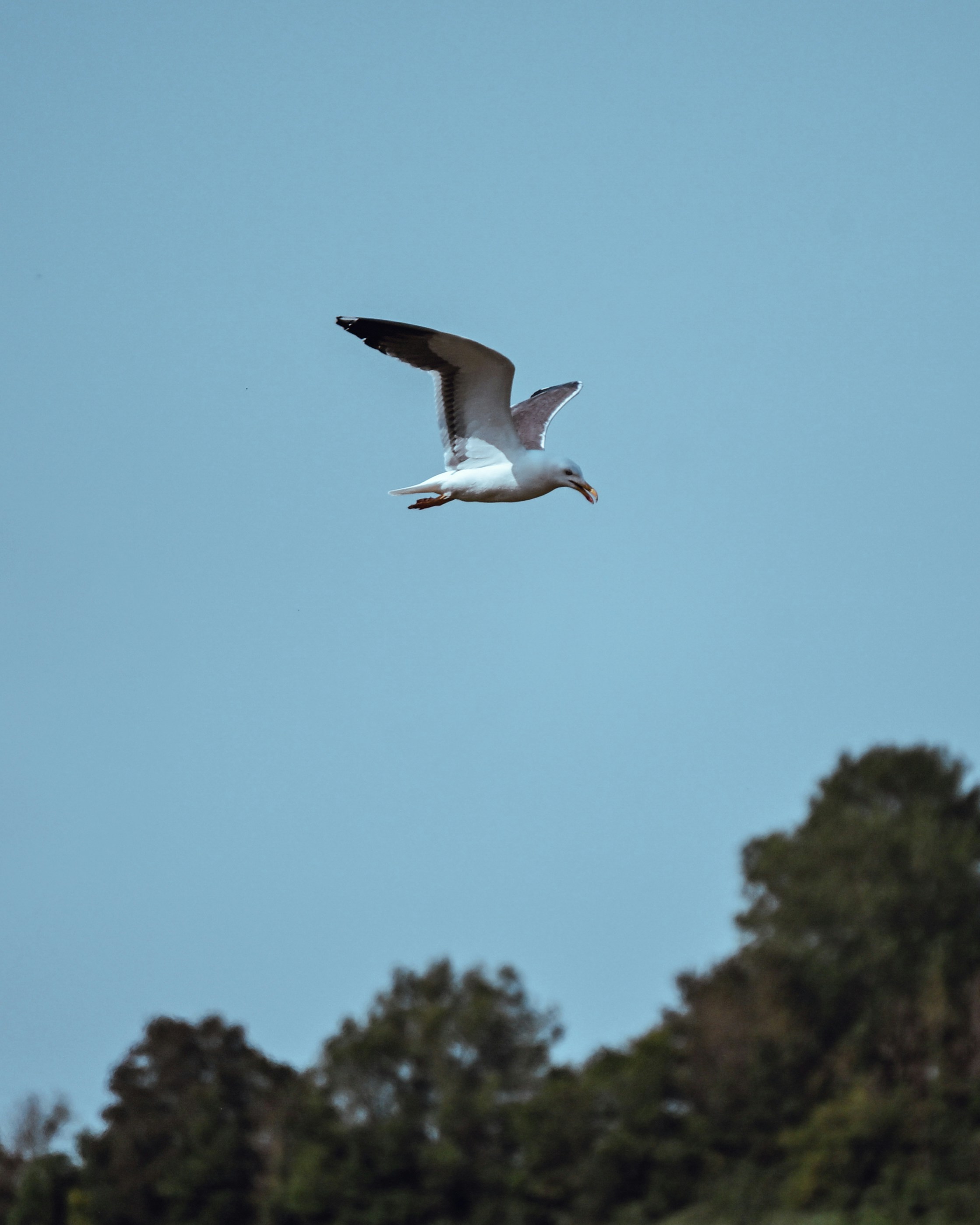 Seabird in Flight Over a Quiet Shoreline