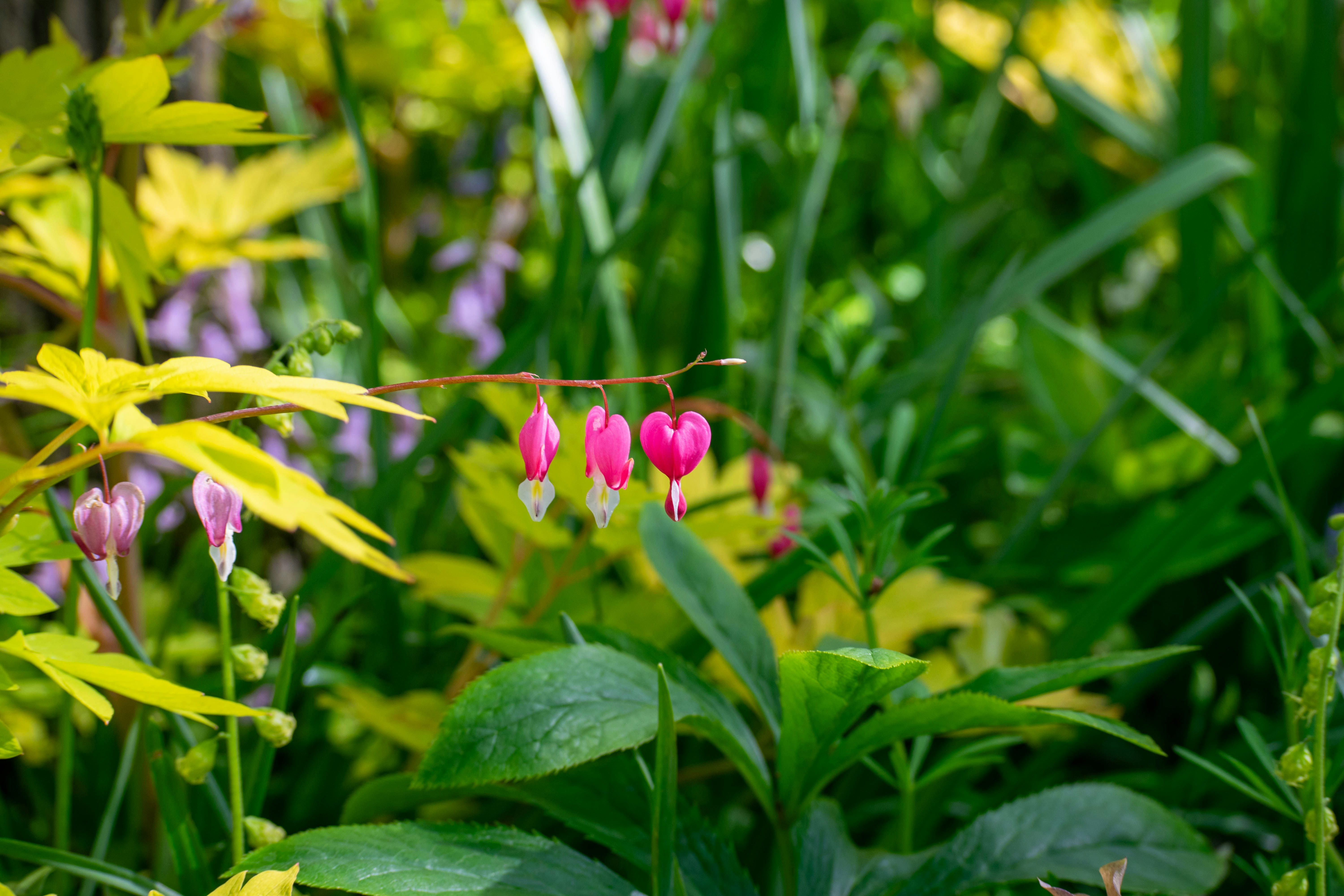 Innocent Pink Bells Amid Bright Garden Yellows