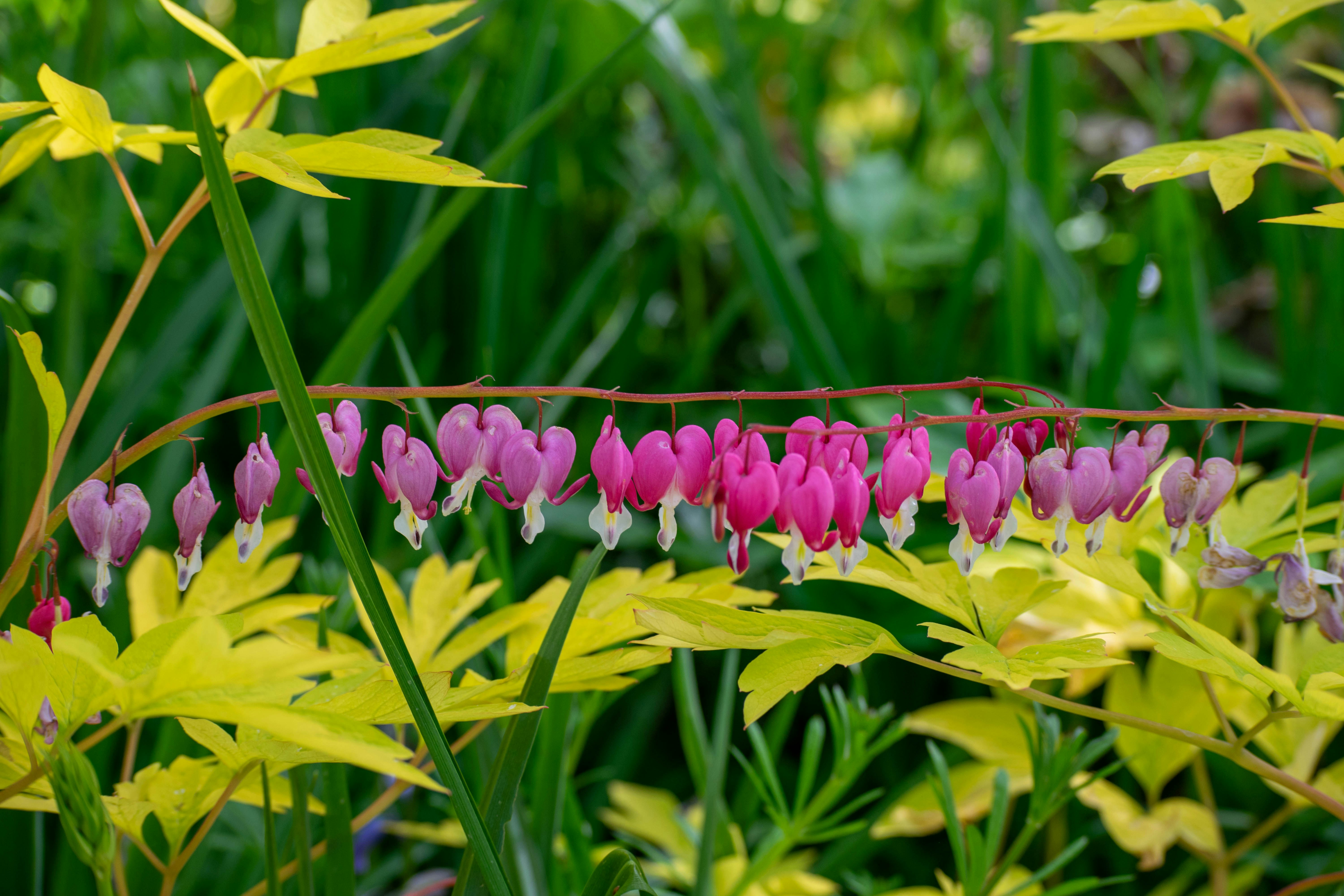Line of Pink Hearts: A Floral Chain Across Bright Yellow Foliage