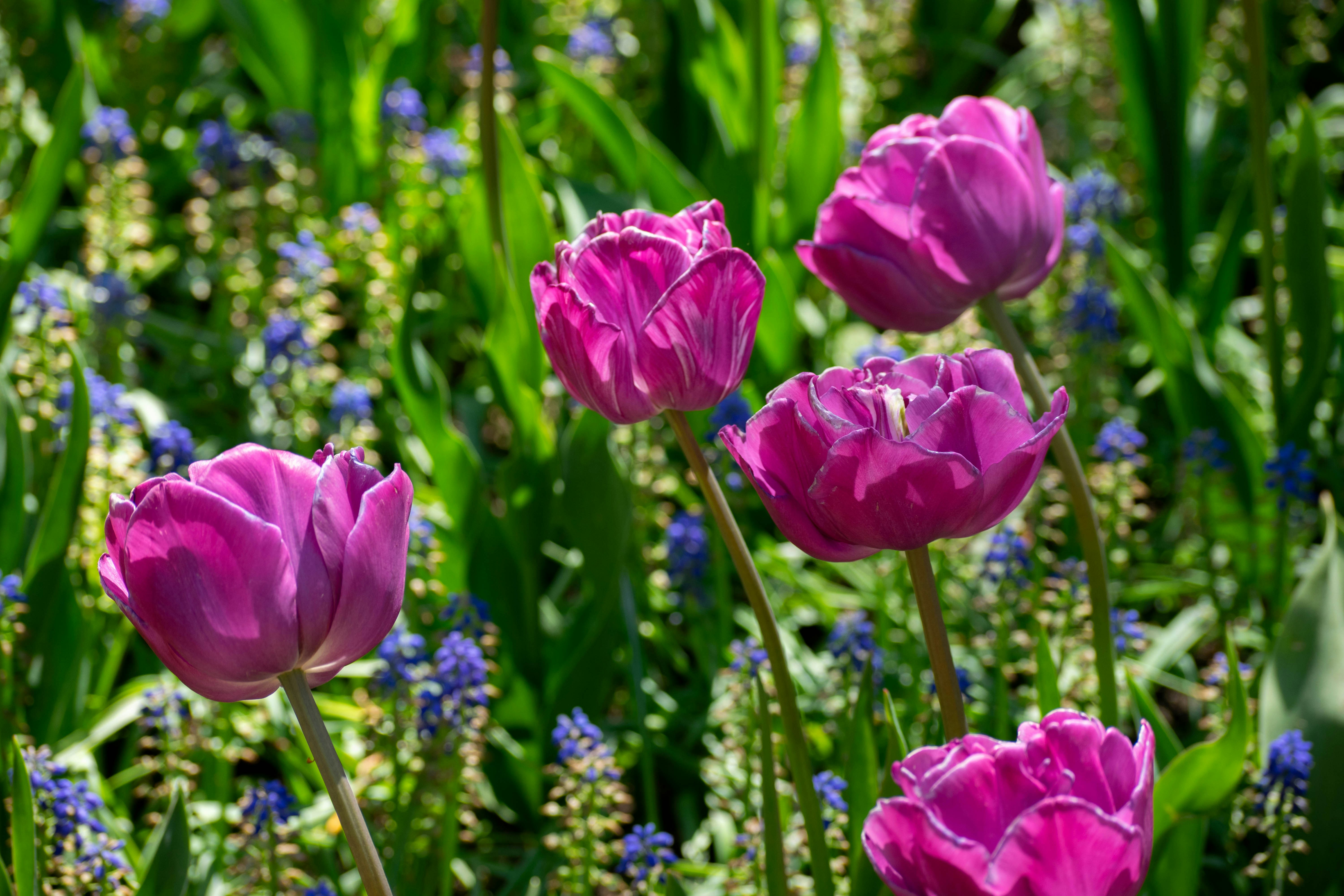 Pink Tulips in a Sunlit Border with Delicate Blue Flowers