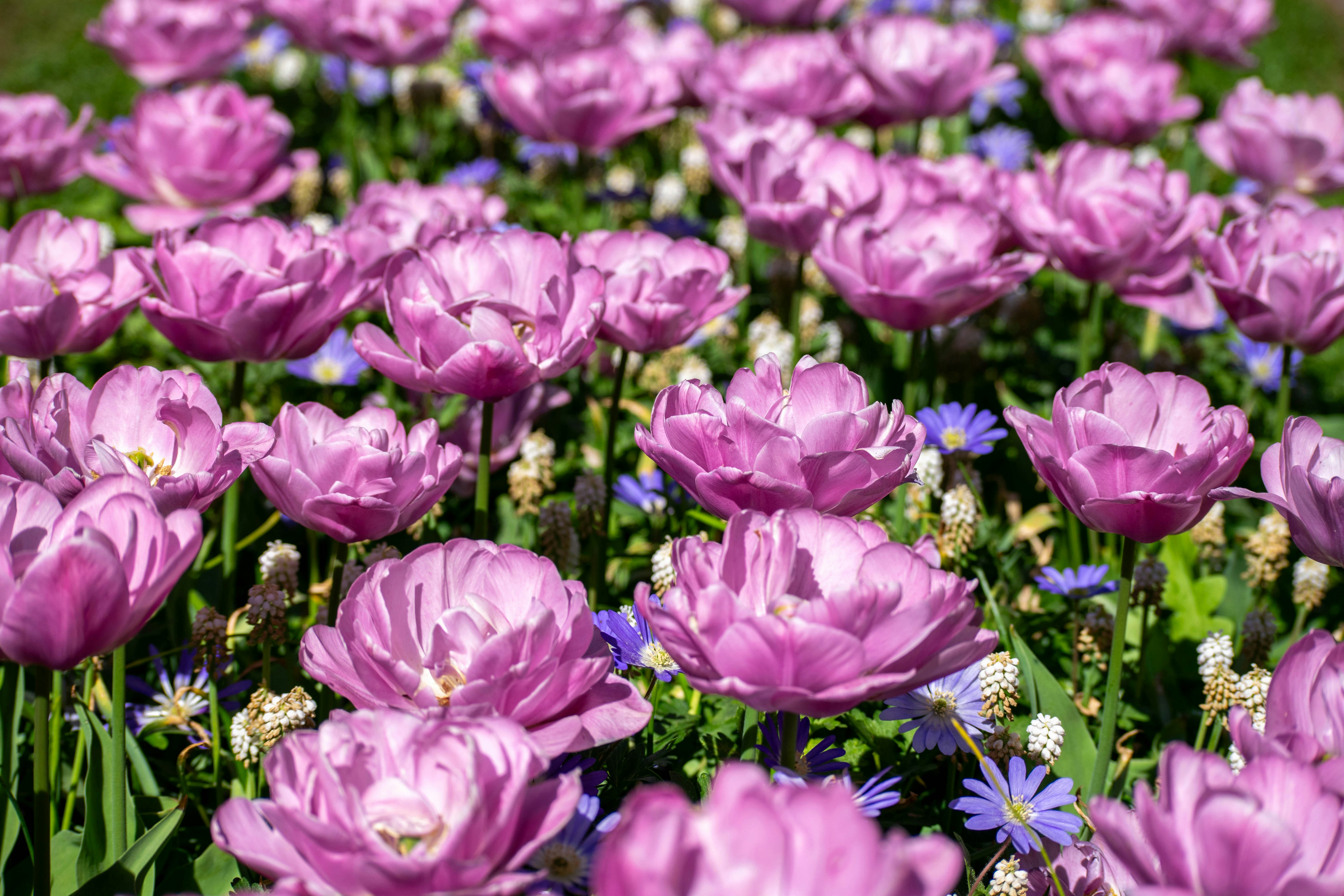 Petals in a Sea of Lavender: A Dream in Bloom
