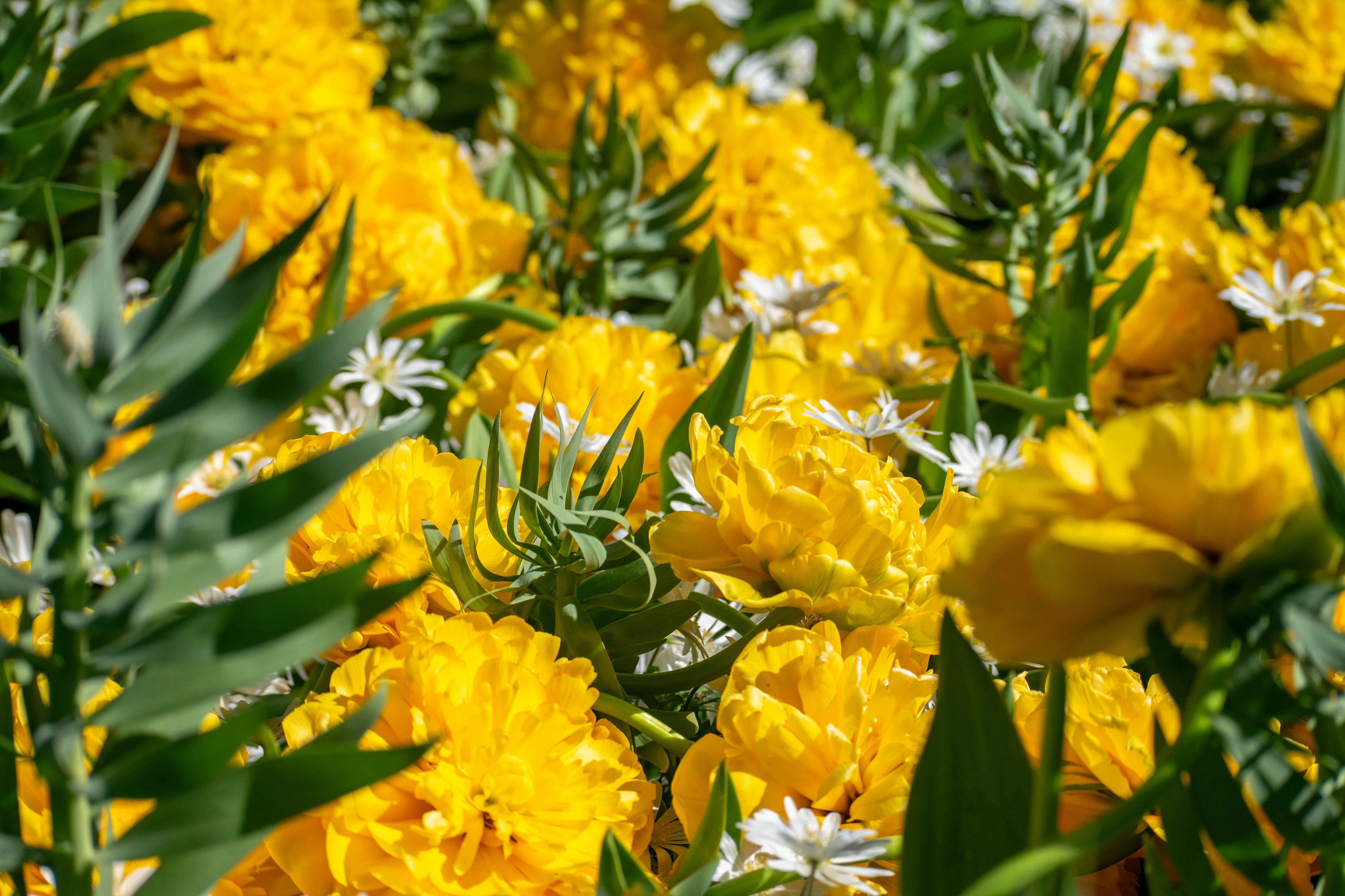Sunlit Golden Blooms Encircle a Quiet Green Frame