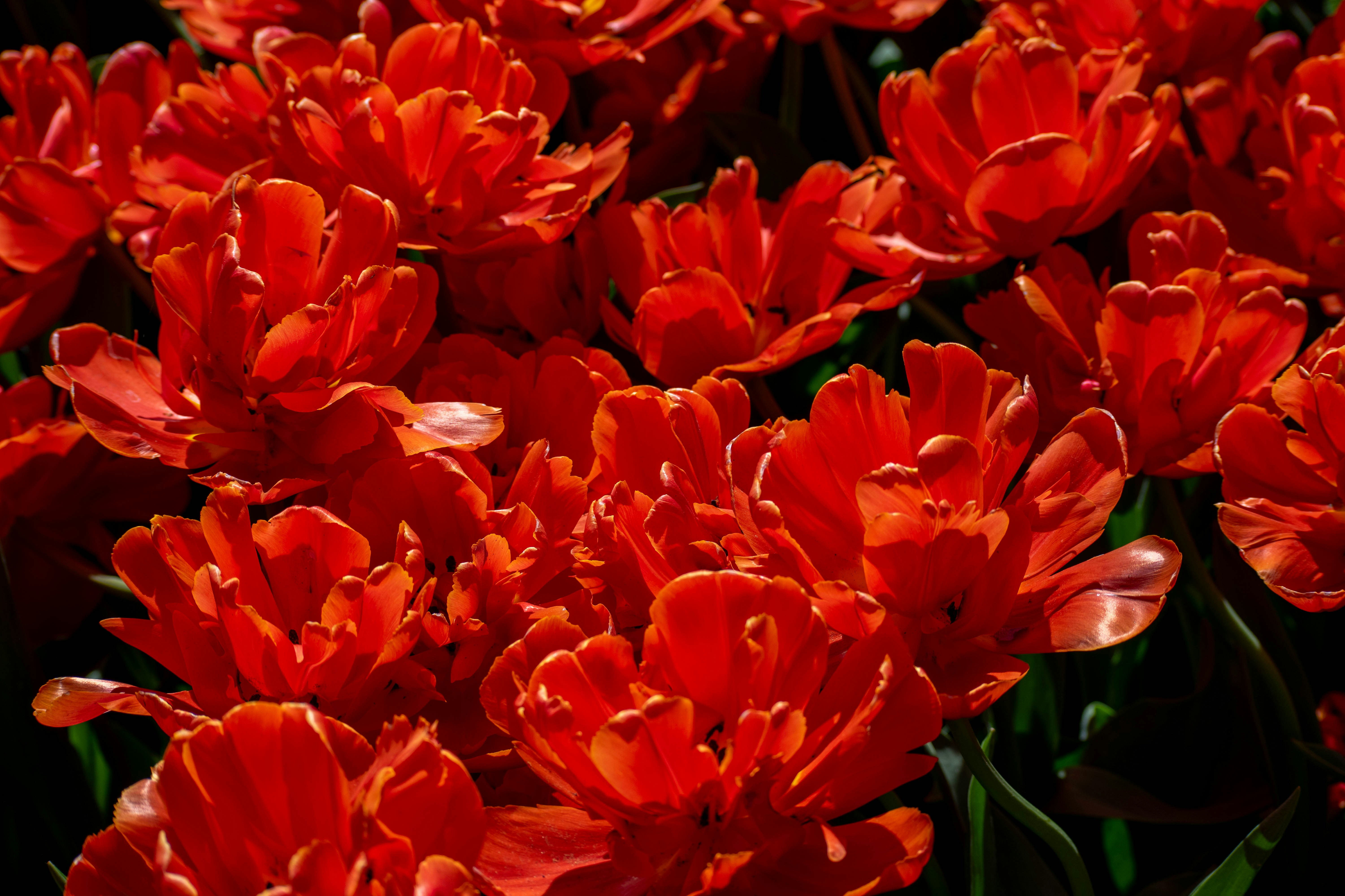 Crimson Tulip Surge: A Sea of Flame-Tipped Petals