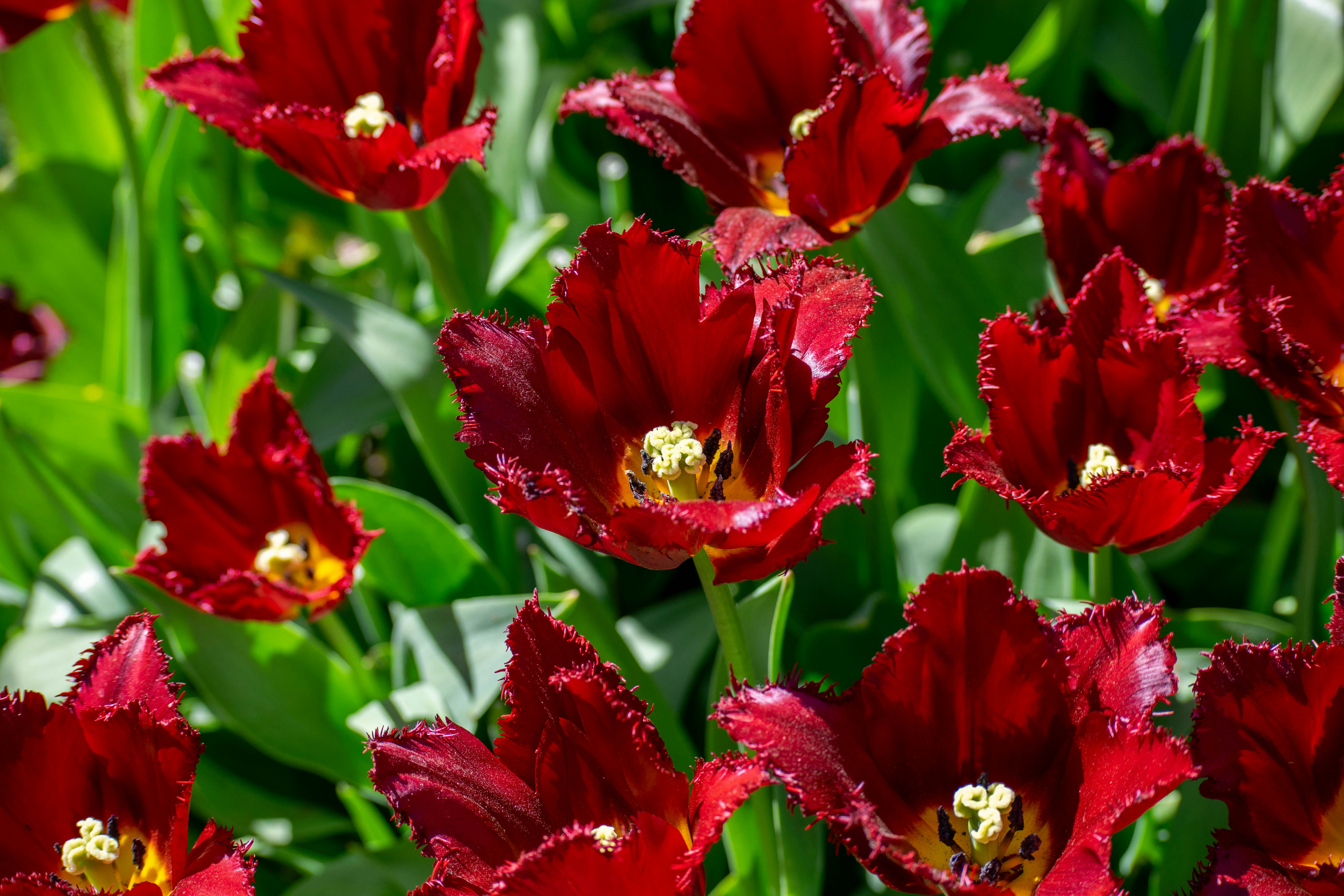 Crimson Tulips in Sunlit Tufts