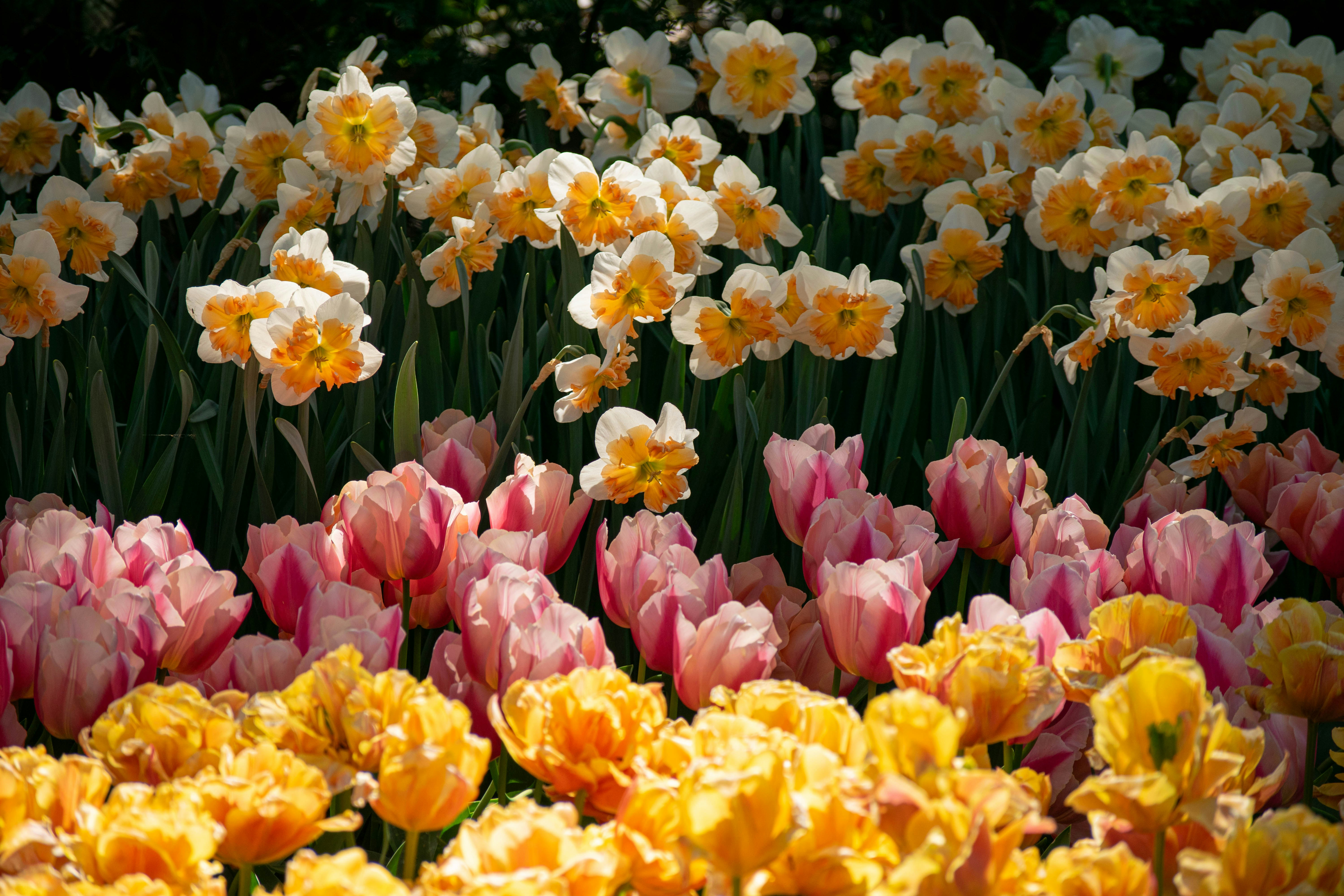 Petals in Parallel: A Sunlit Carpet of Daffodils and Tulips