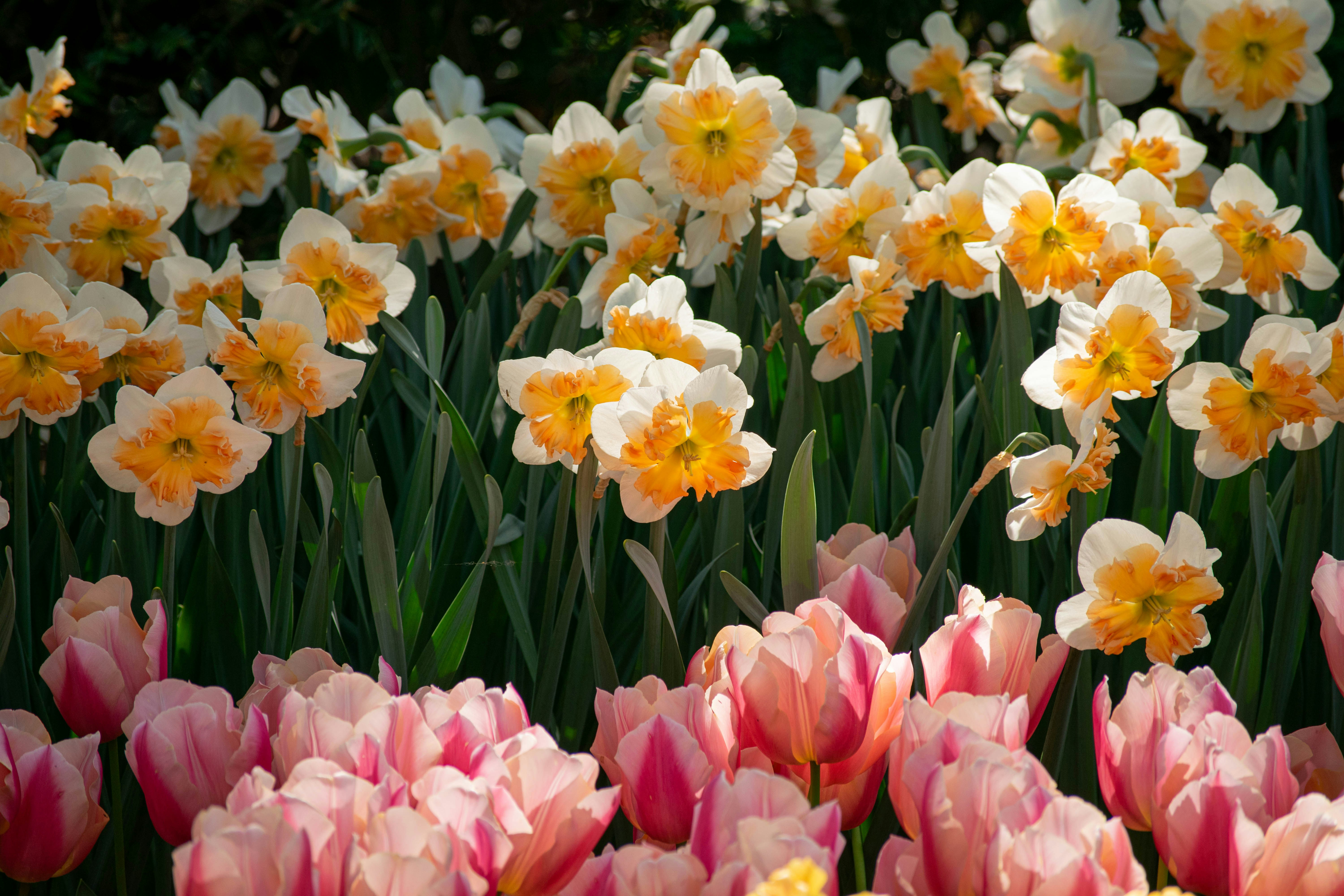 Sunlit Tulips Coronation: A Blooming Patch in Warm Thrift