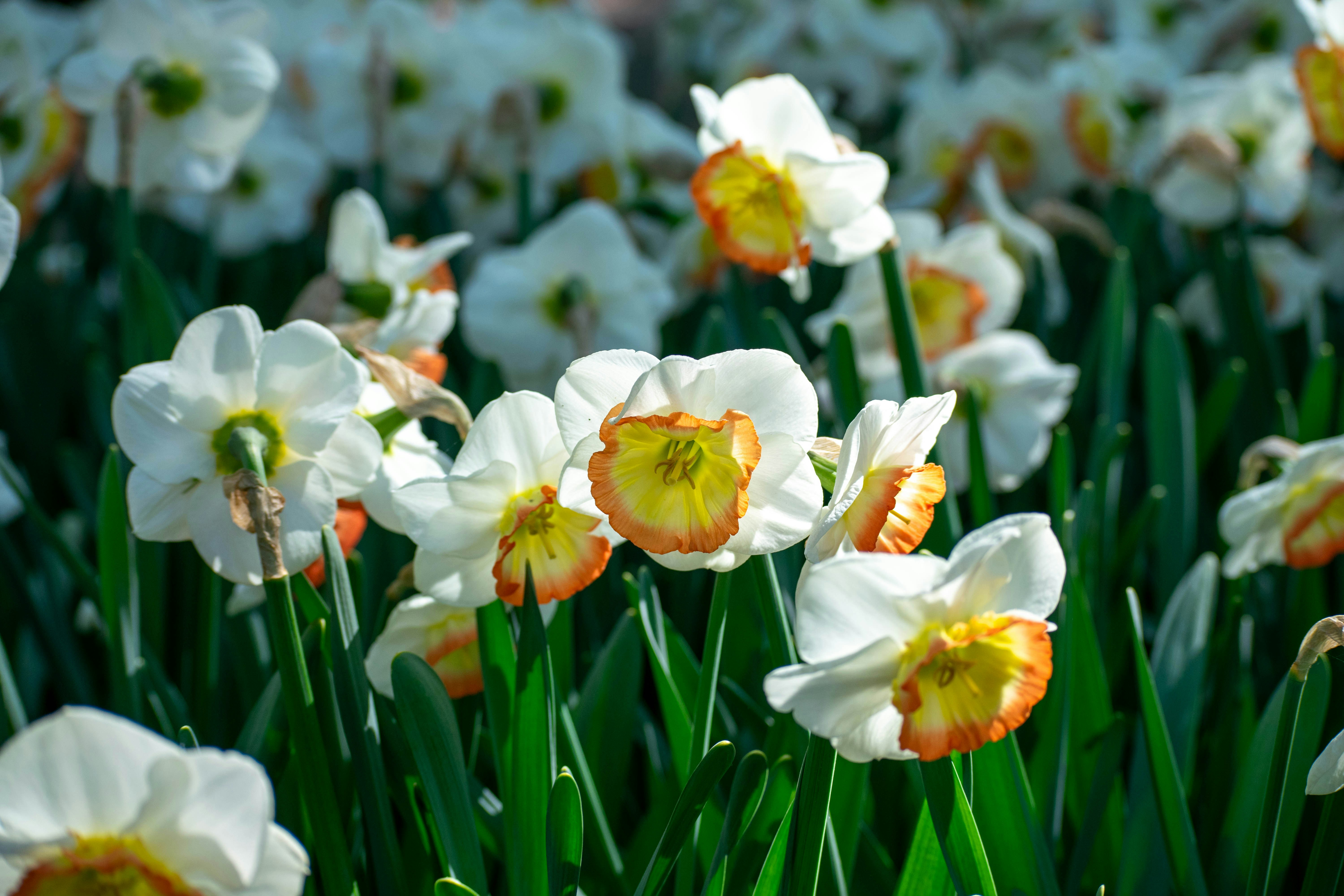Petals of Promise: A Field of White-and-Orange Narcissus in Soft Sun
