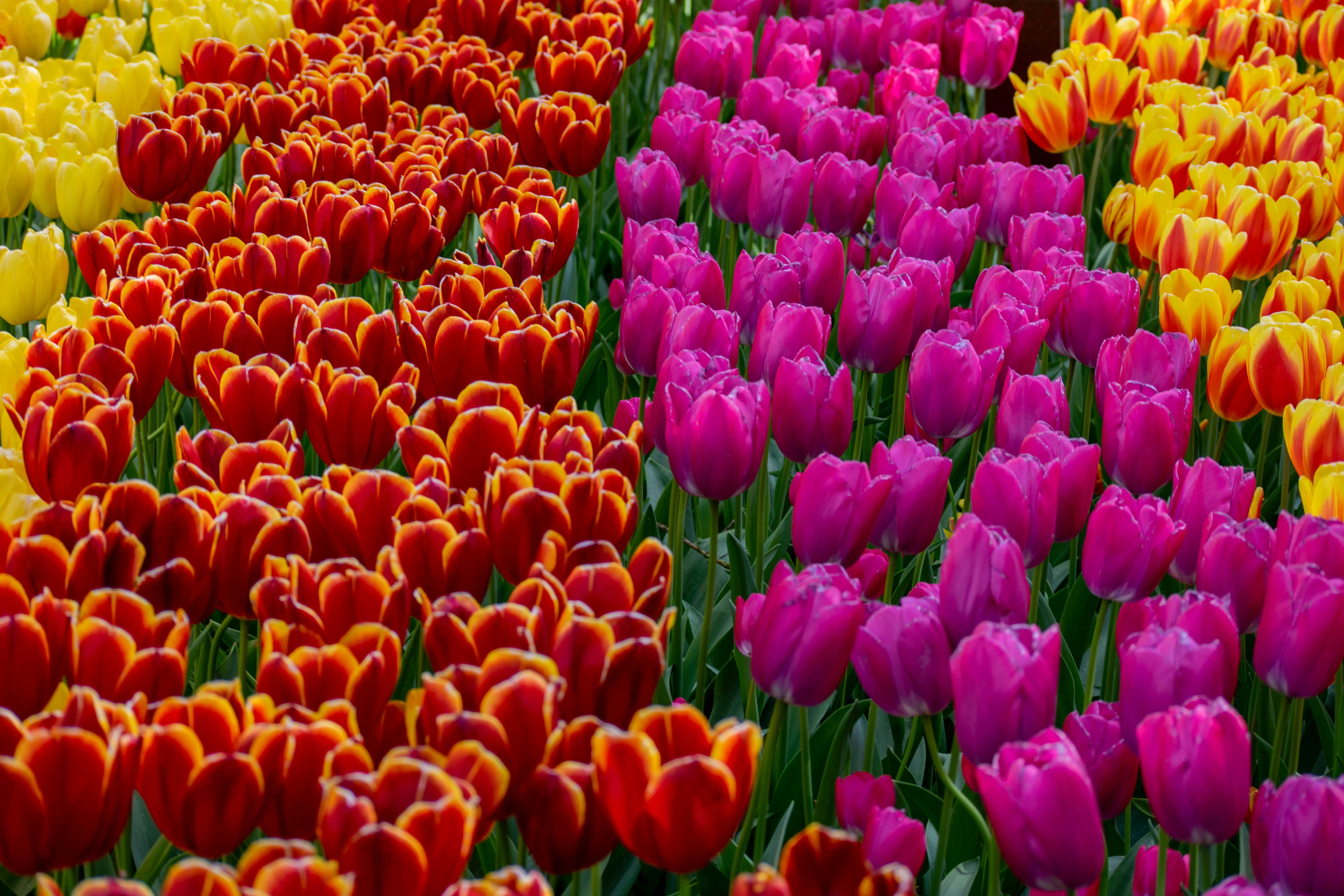 A Row of Tulips: Red-Orange, Pink, and Yellow in Summer Bloom