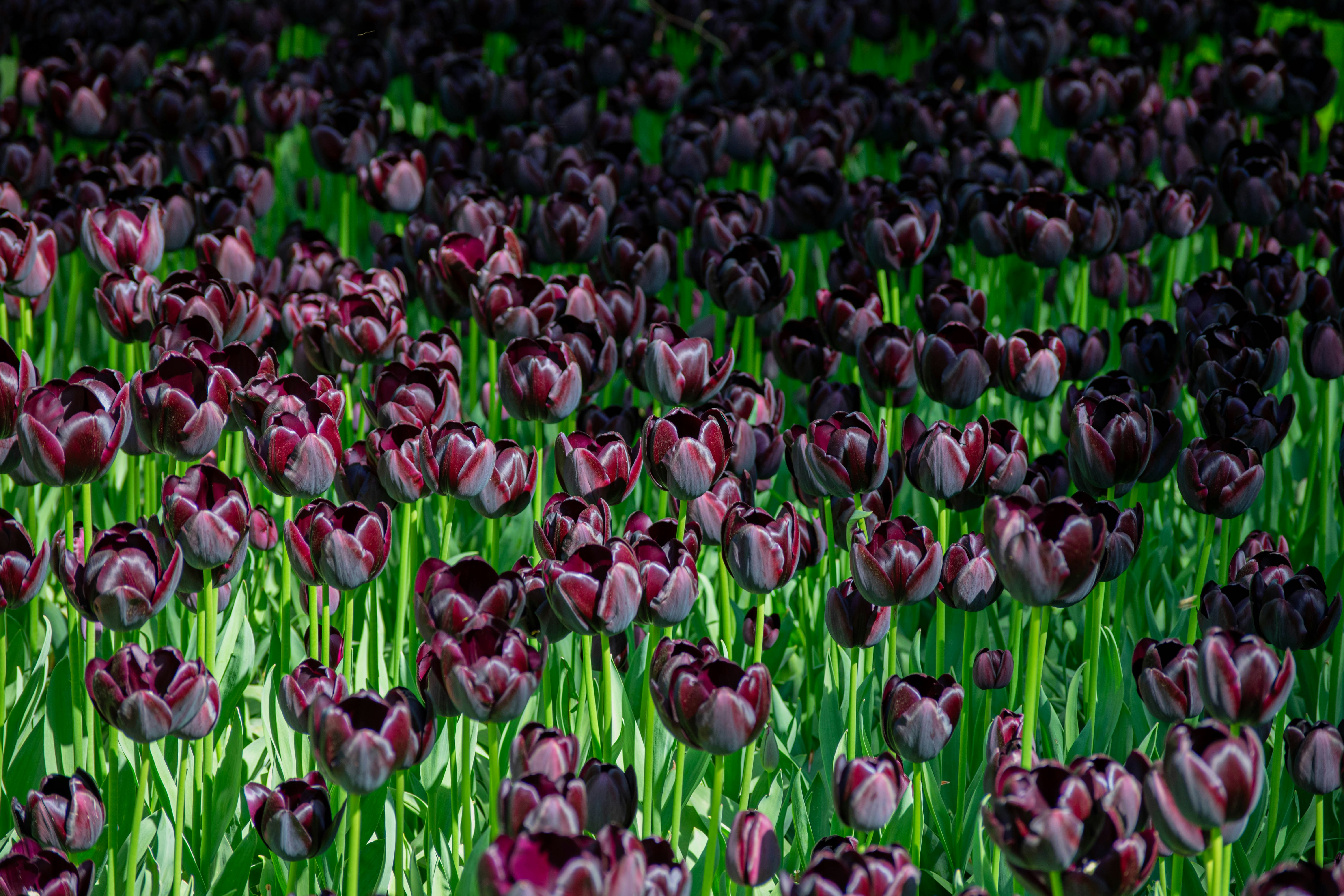Purple Tulips in a Misty Sea of Green