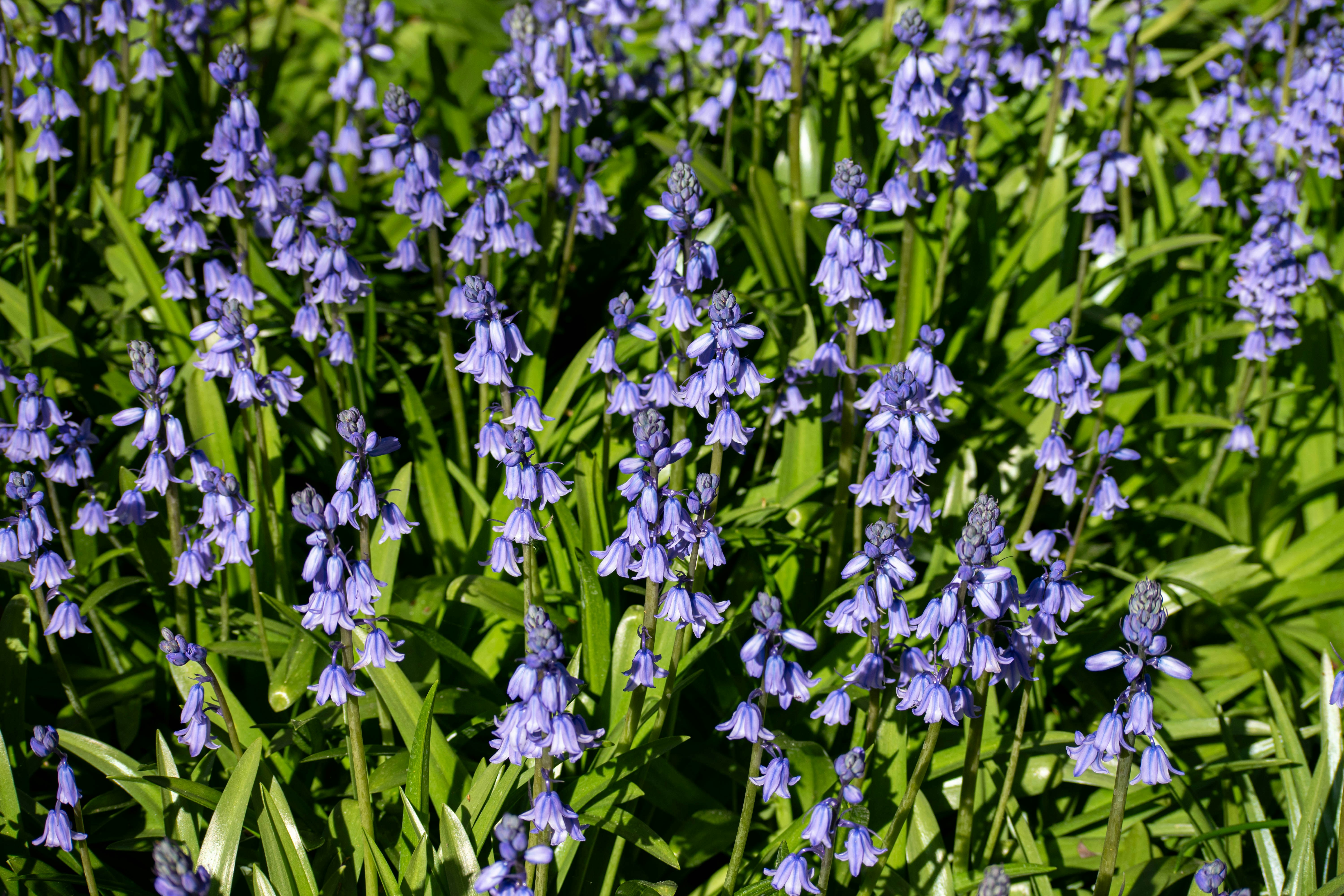 Field of Violet Bells: A Sunlit Wake of Bluebell Blooms
