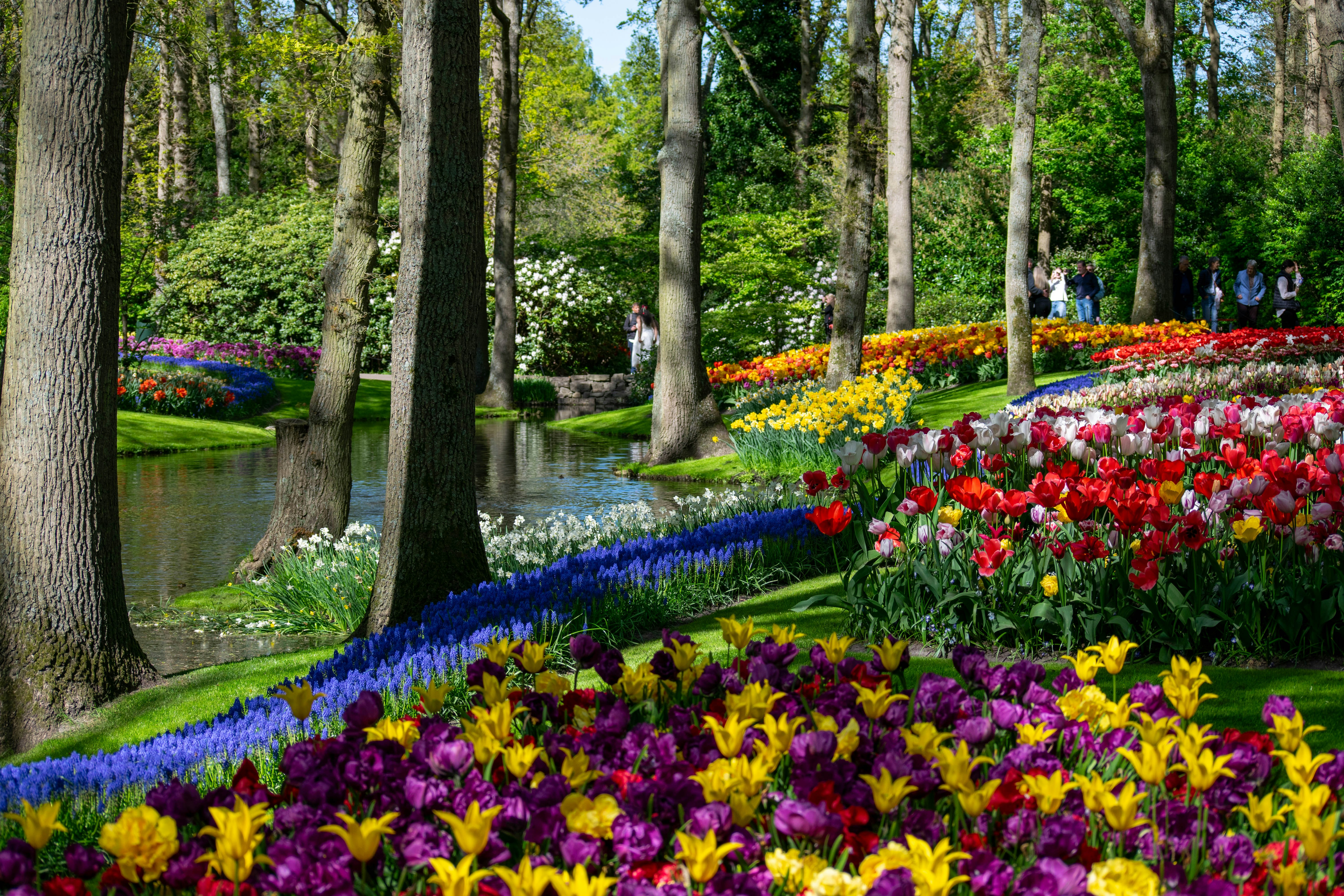 Bouquet of Color: A Tulip River Walk Through the Park