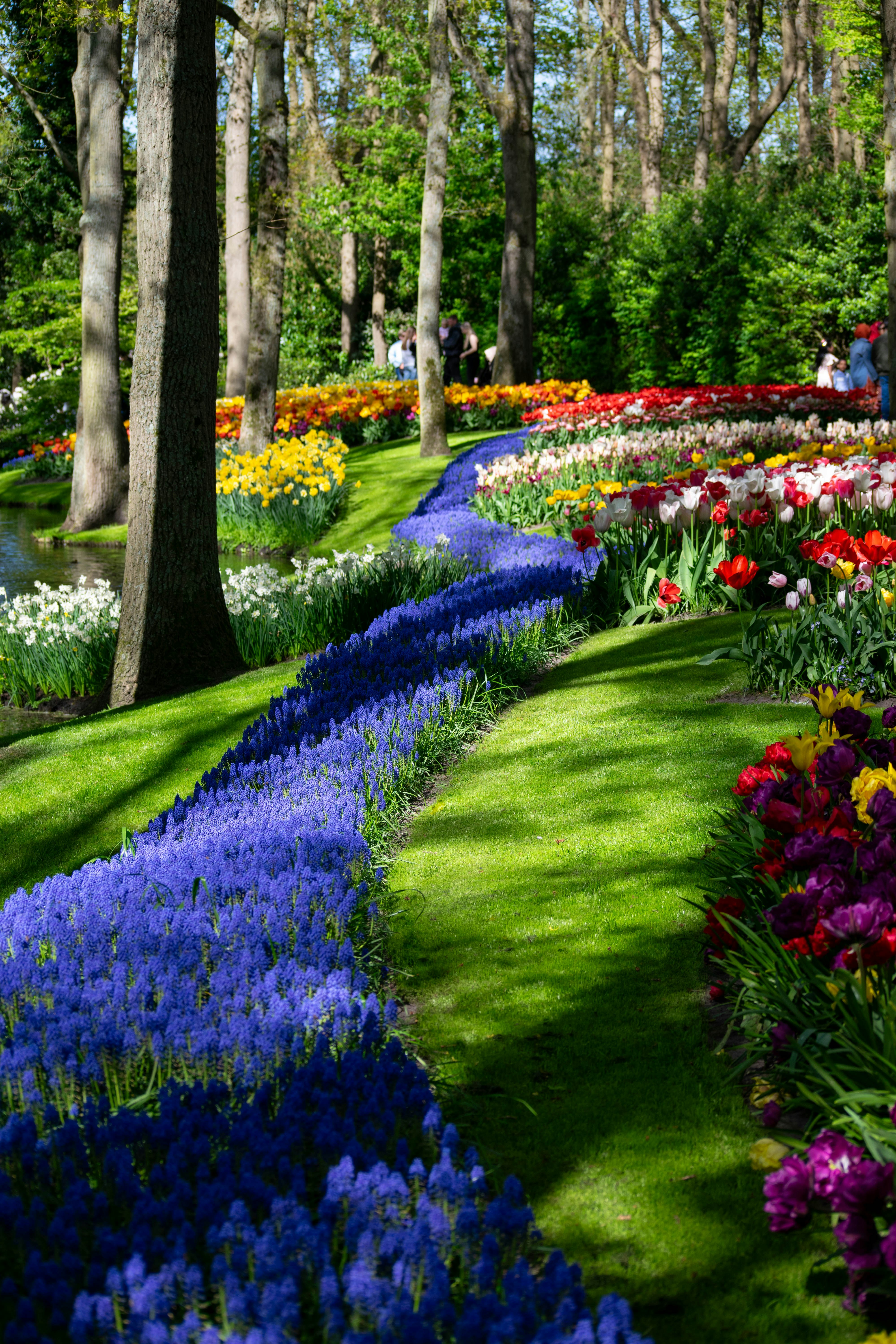 Curving River of Tulips: A Garden Path Through Color