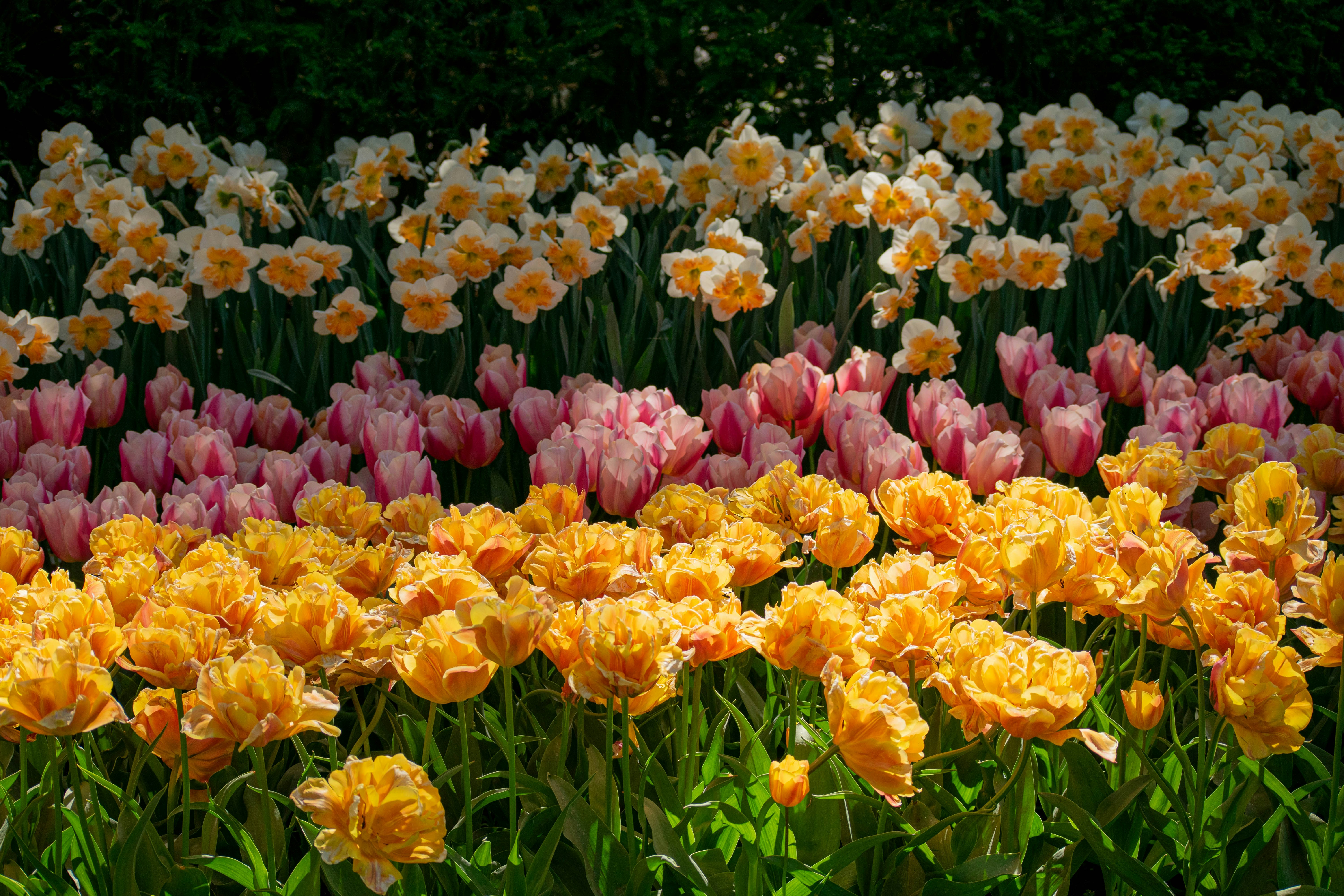 Sunlit Tulip Wave: A Field of Golden and Pink Blooms