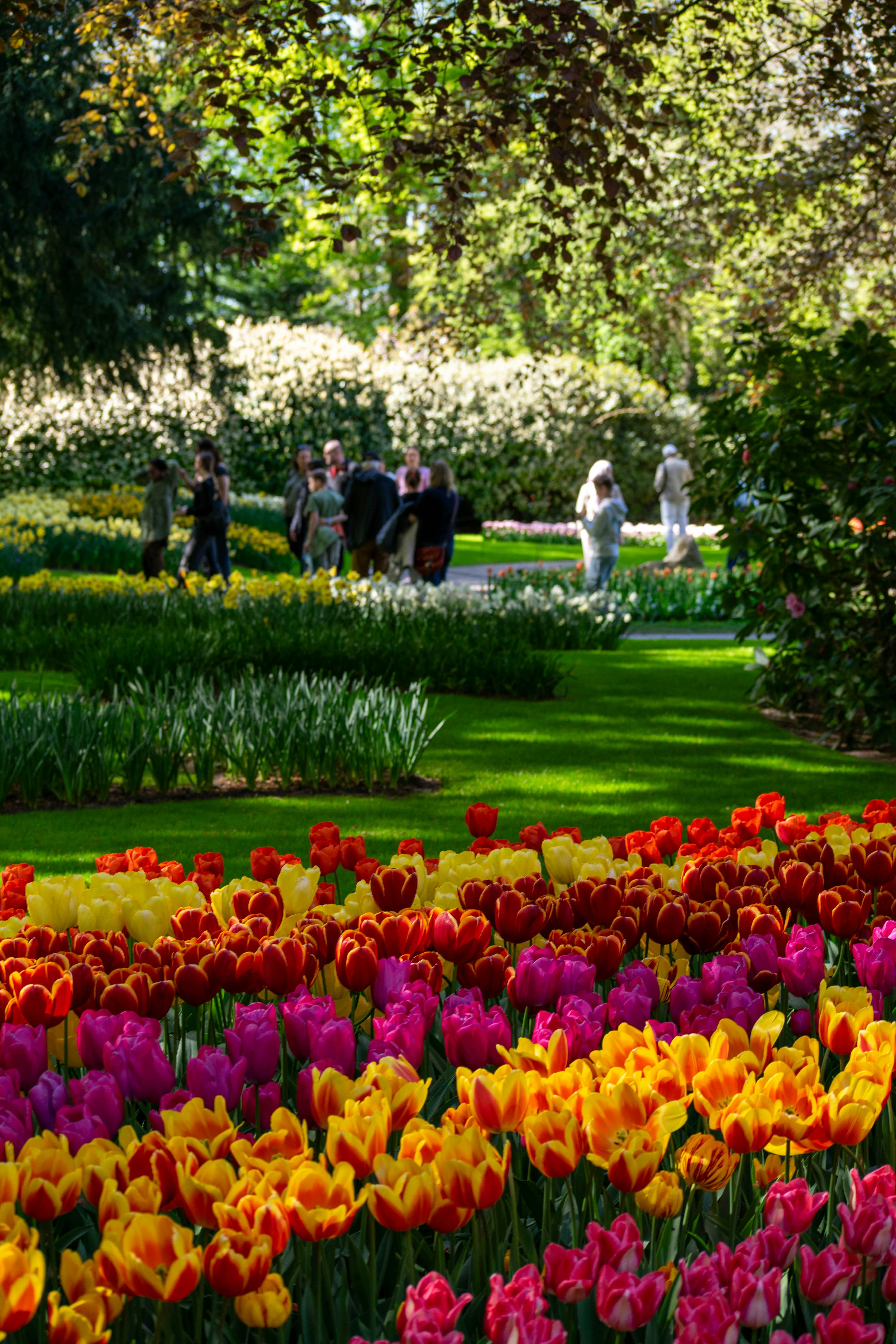 Garden Chorus: Visitors Amid Sunset Tulips