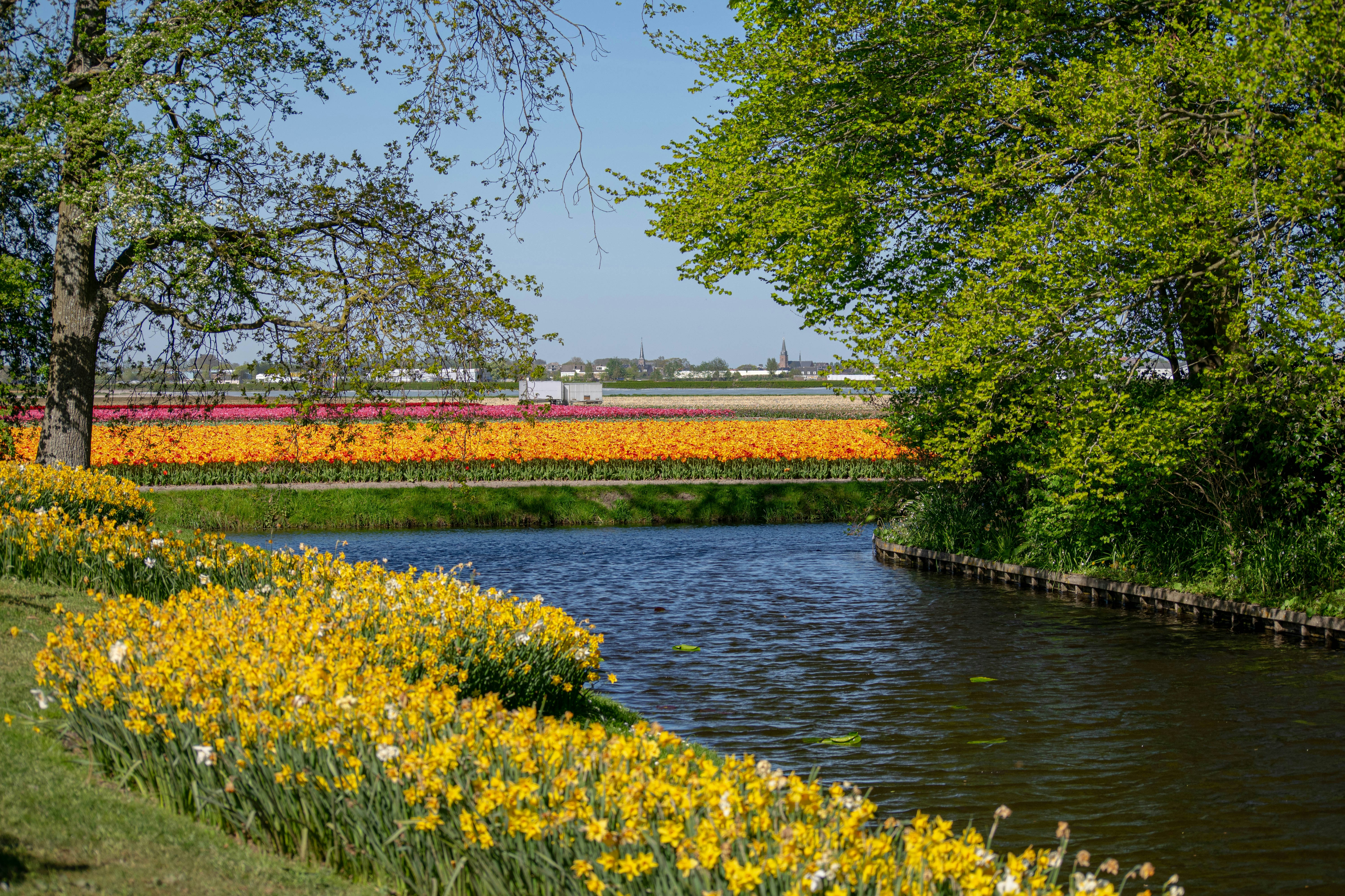 Sunlit Riverside Bloom: A Belt of Tulips by the Water