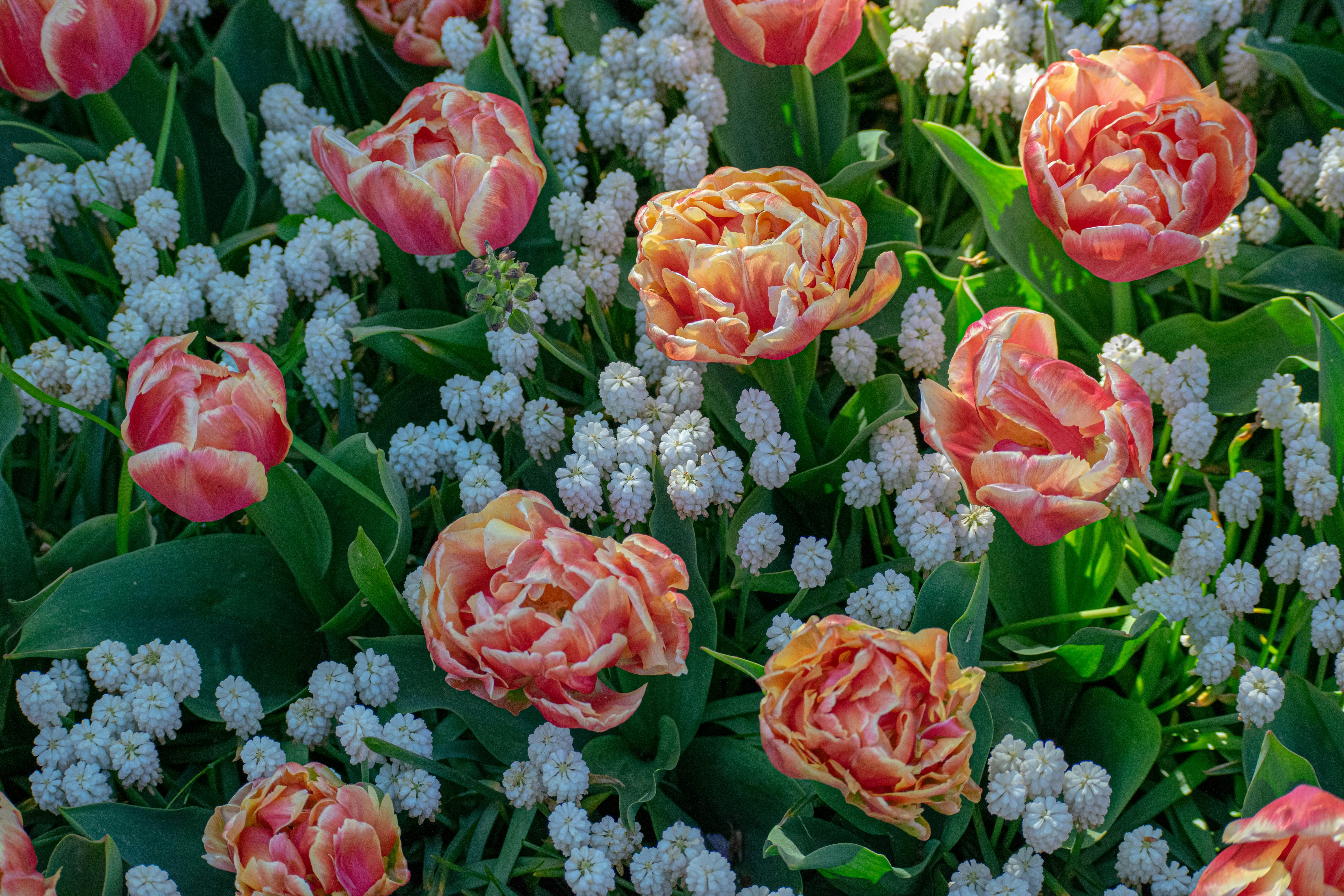 Petalers’ Grid: a tapestry of coral-toned tulips amid pale blossoms