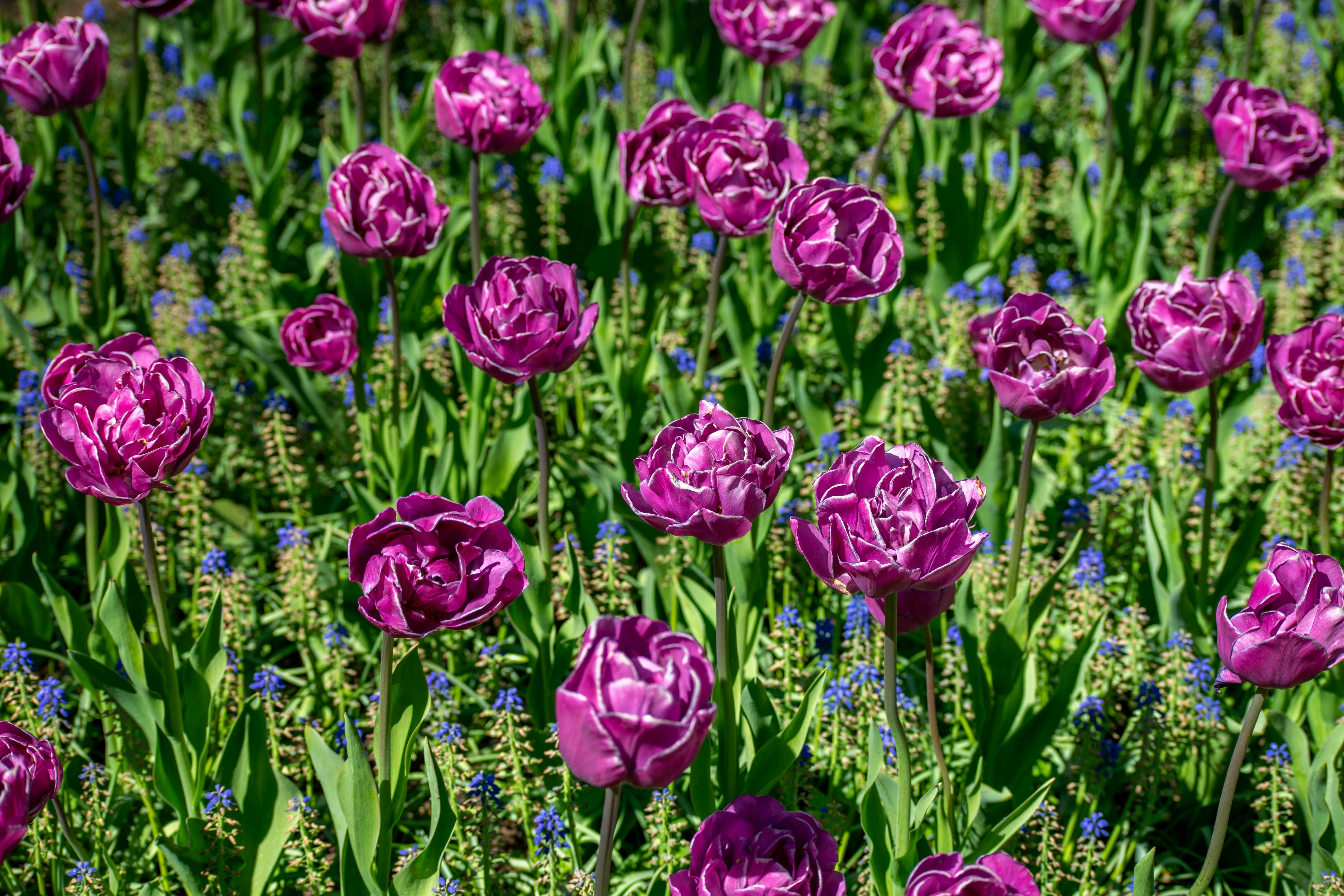 Tulip Patch in Full Bloom: Rich Magenta Reminders of Spring