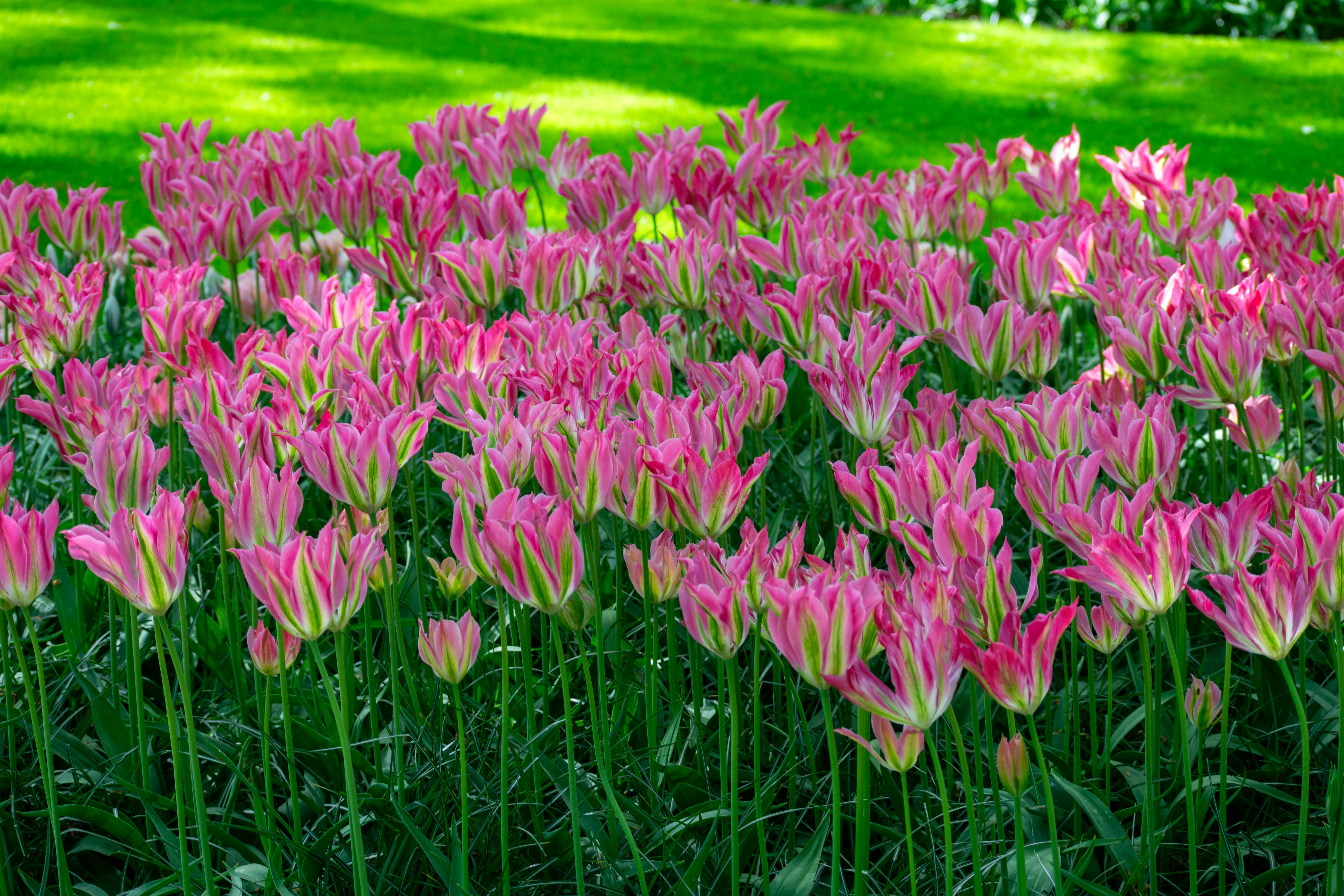 Field of Pink-Tipped Tulips Under a Sunlit Canopy