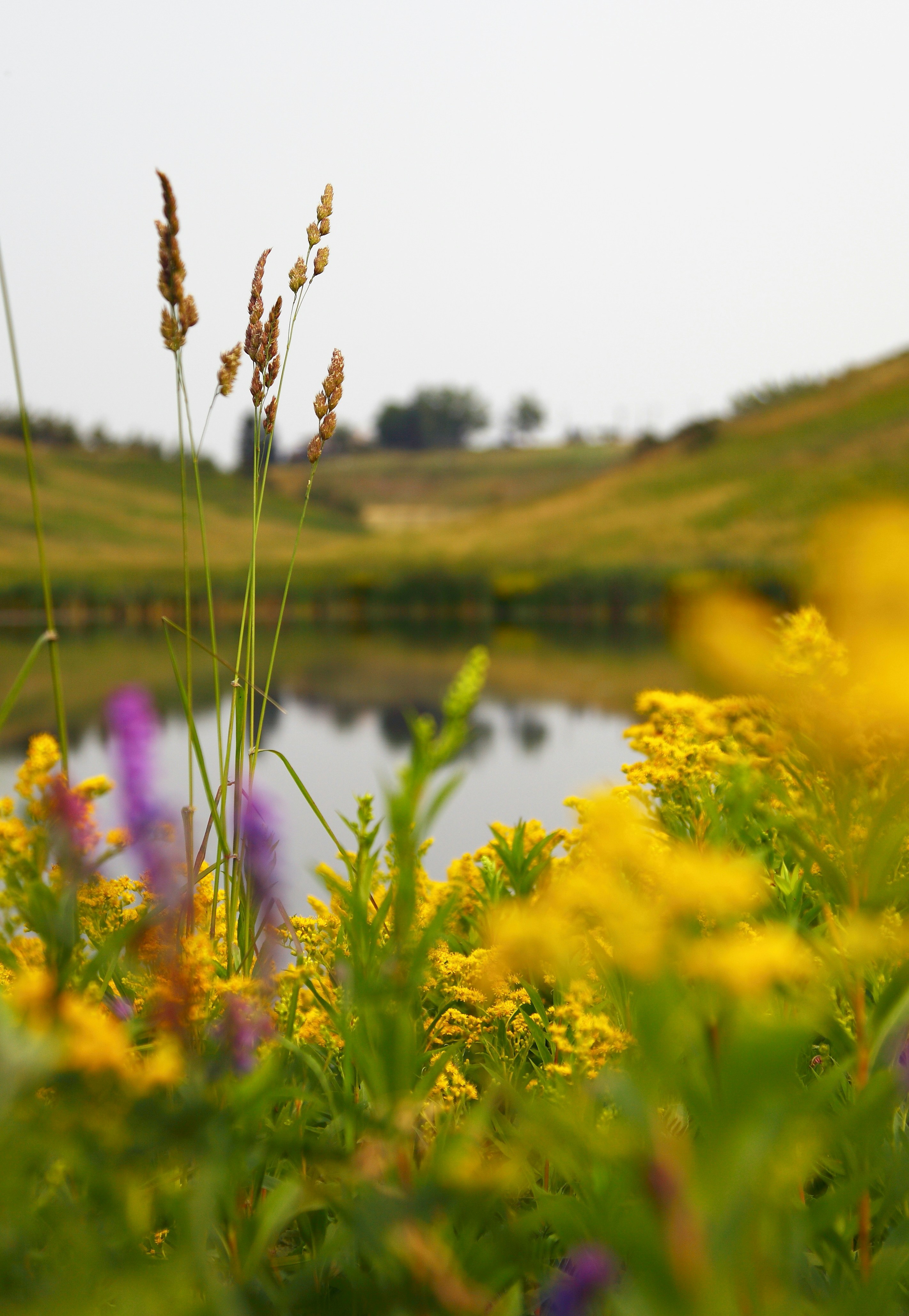 Wildflowers at the Meadow Edge by a Quiet Pond