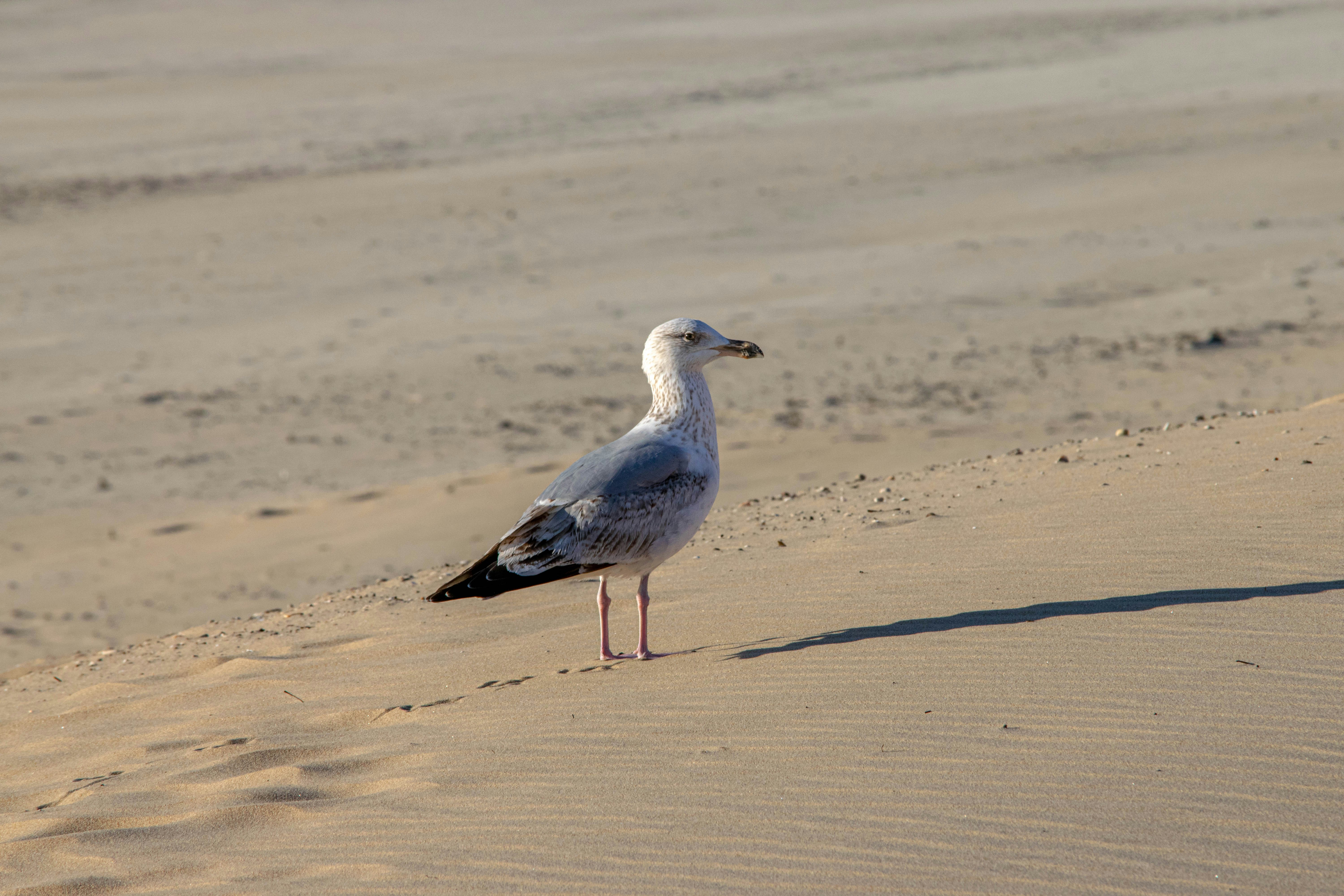 Seagull Sentinel on Quiet Beach