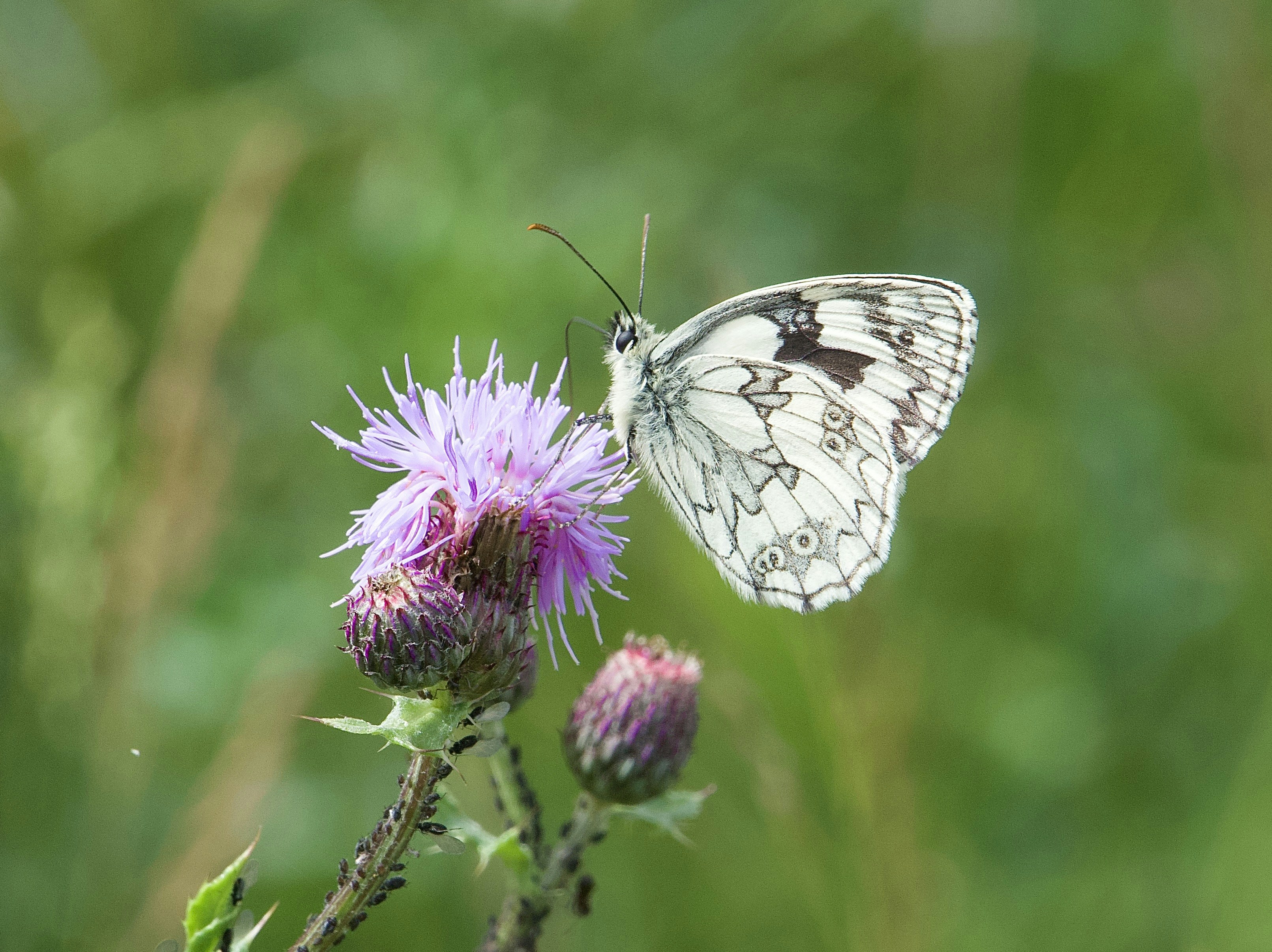 Butterfly on a Violet Crown: Delicate Winged Moment