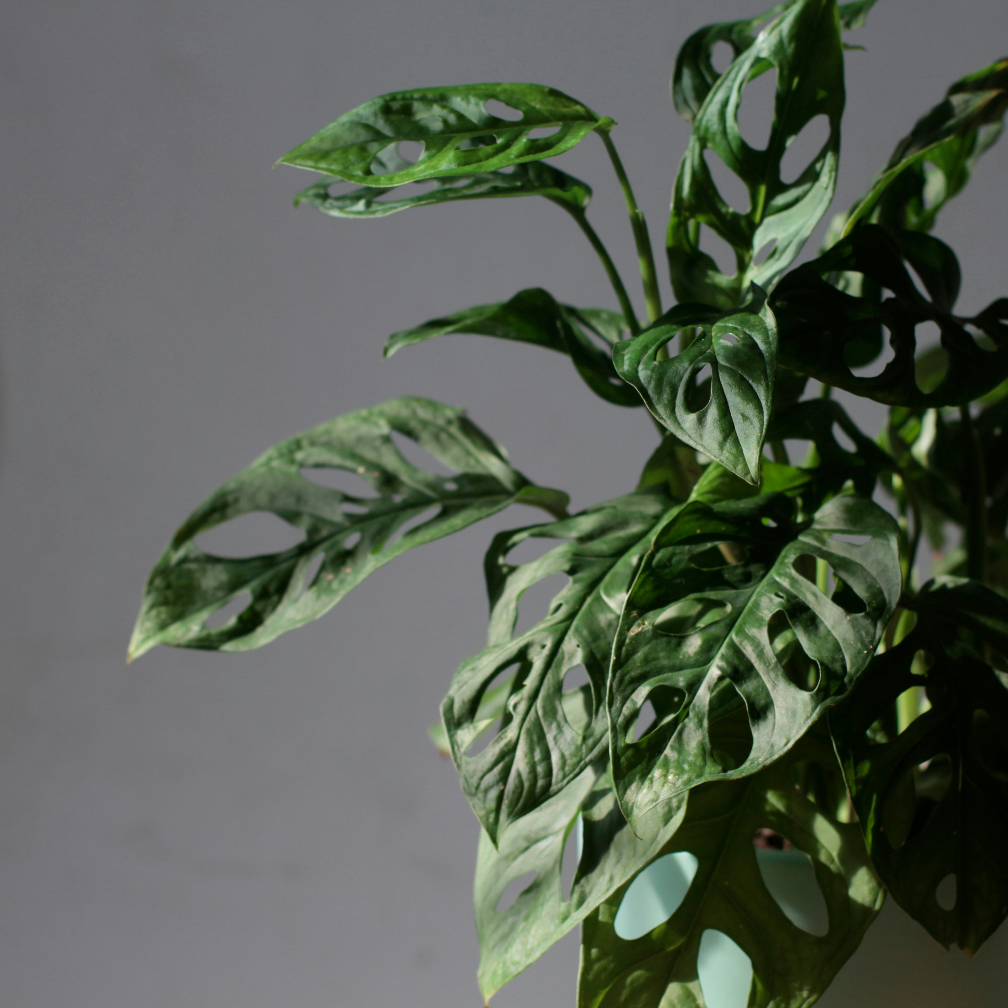 Backlit Monstera: A Shadowed Leaf Portrait