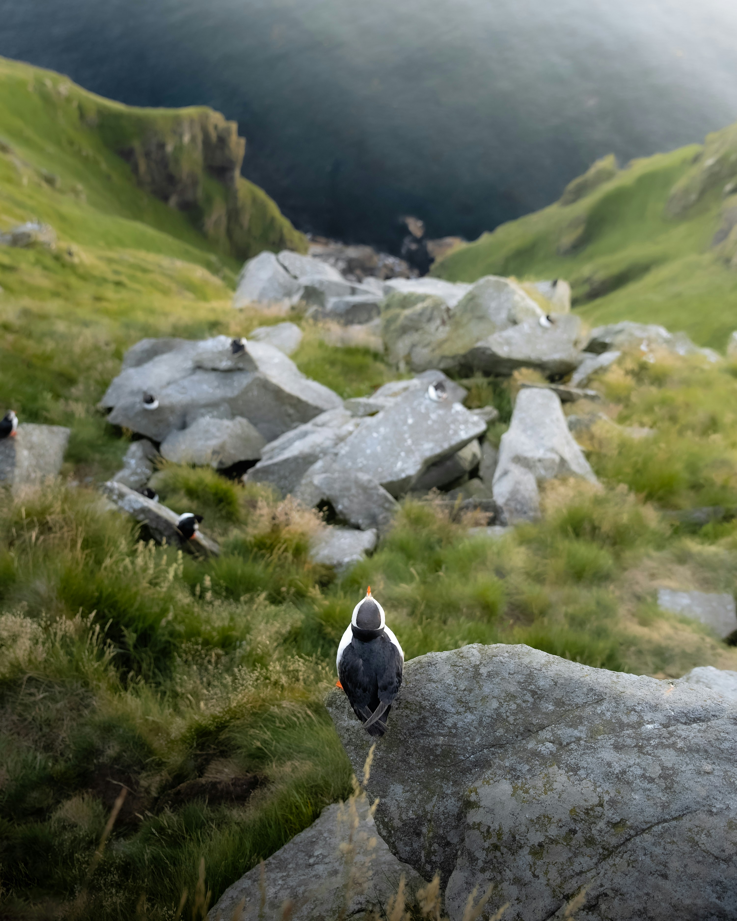 Beaked Sentinel Over a Field of Grey Tumbles