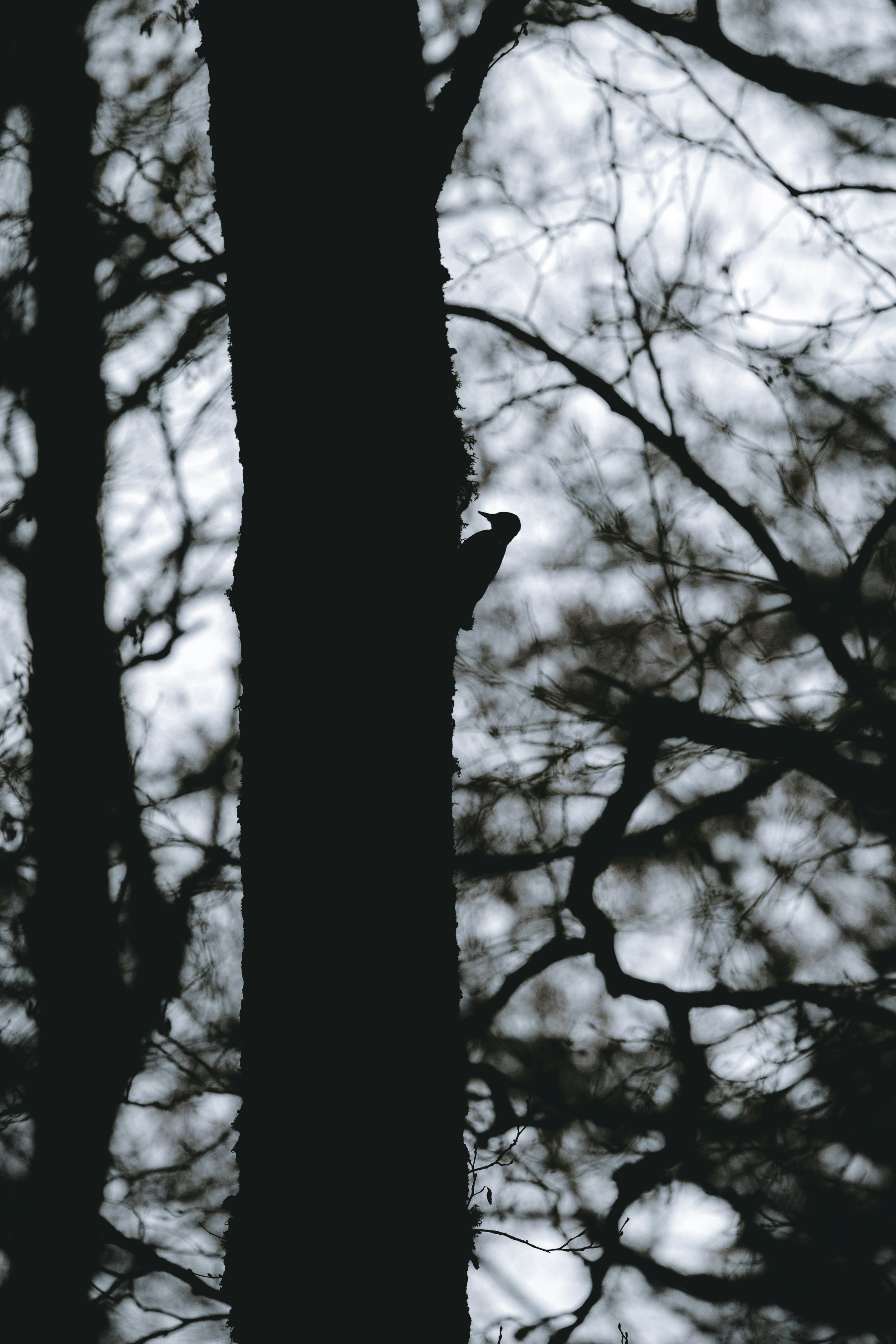 Silhouette of a Tree Trunk with Interlaced Branches at Dusk