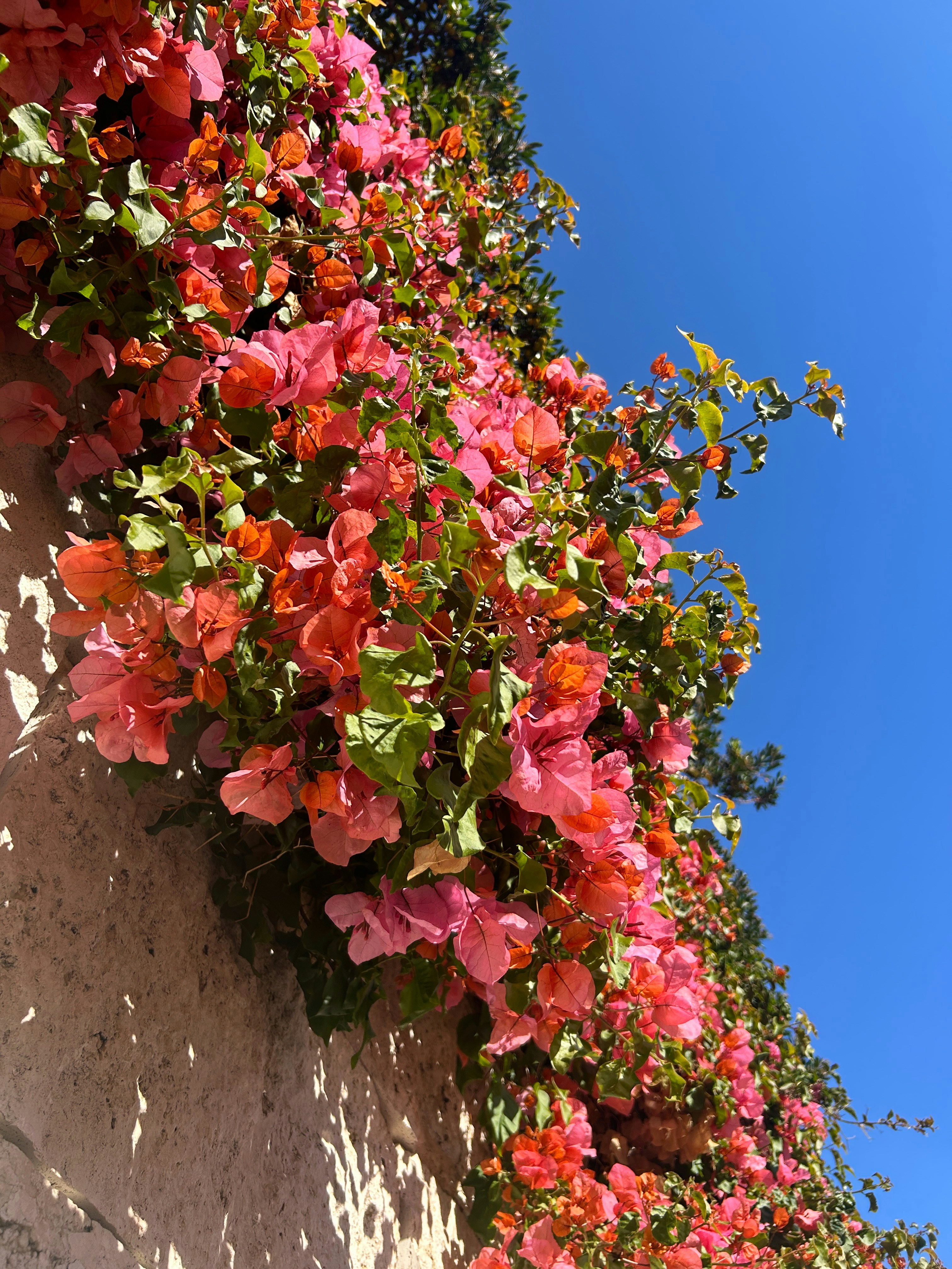 Bougainvillea Cascade Against a Clear Blue Sky