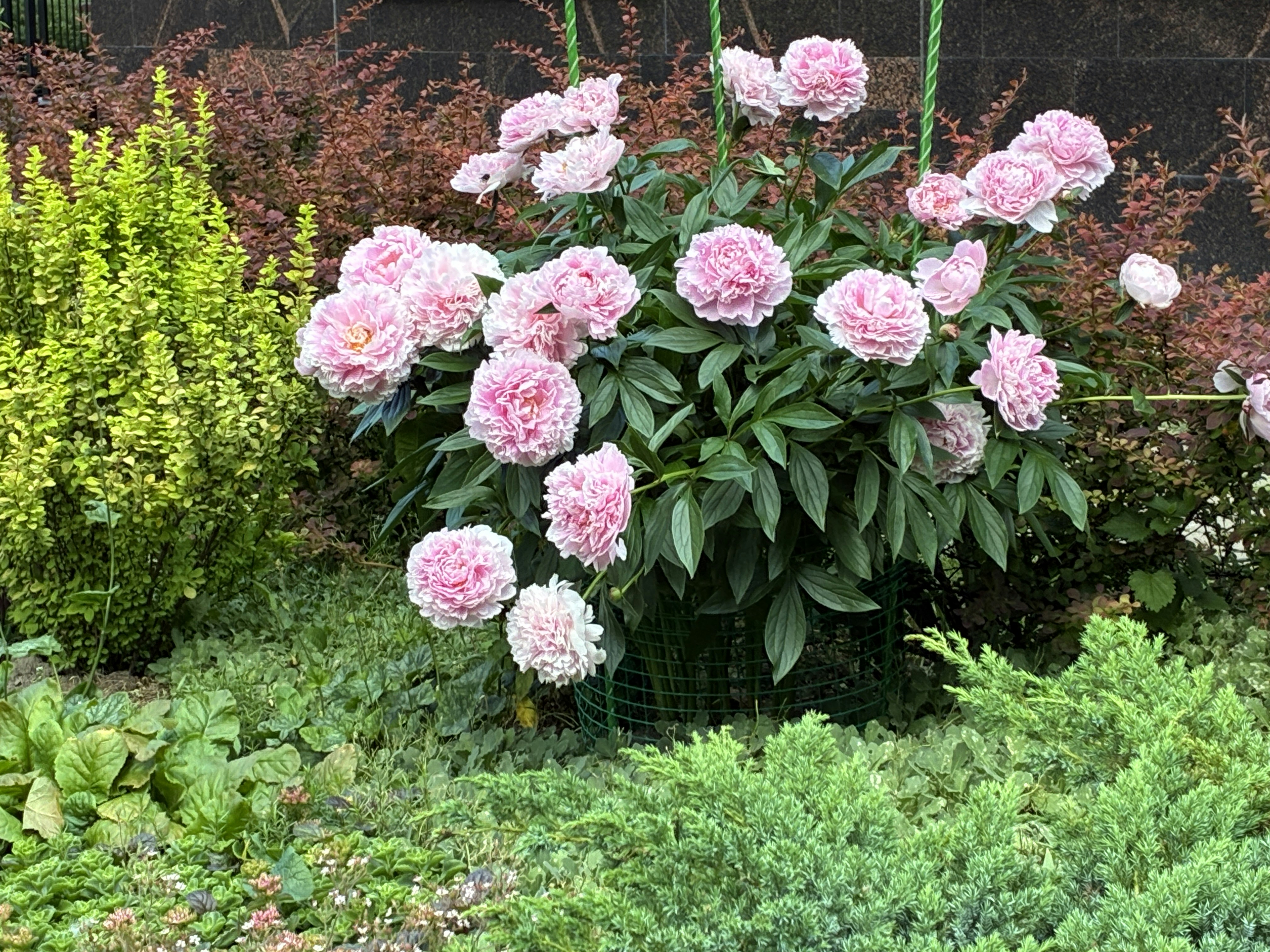 Pink Peony Crescendo in a Lush Garden